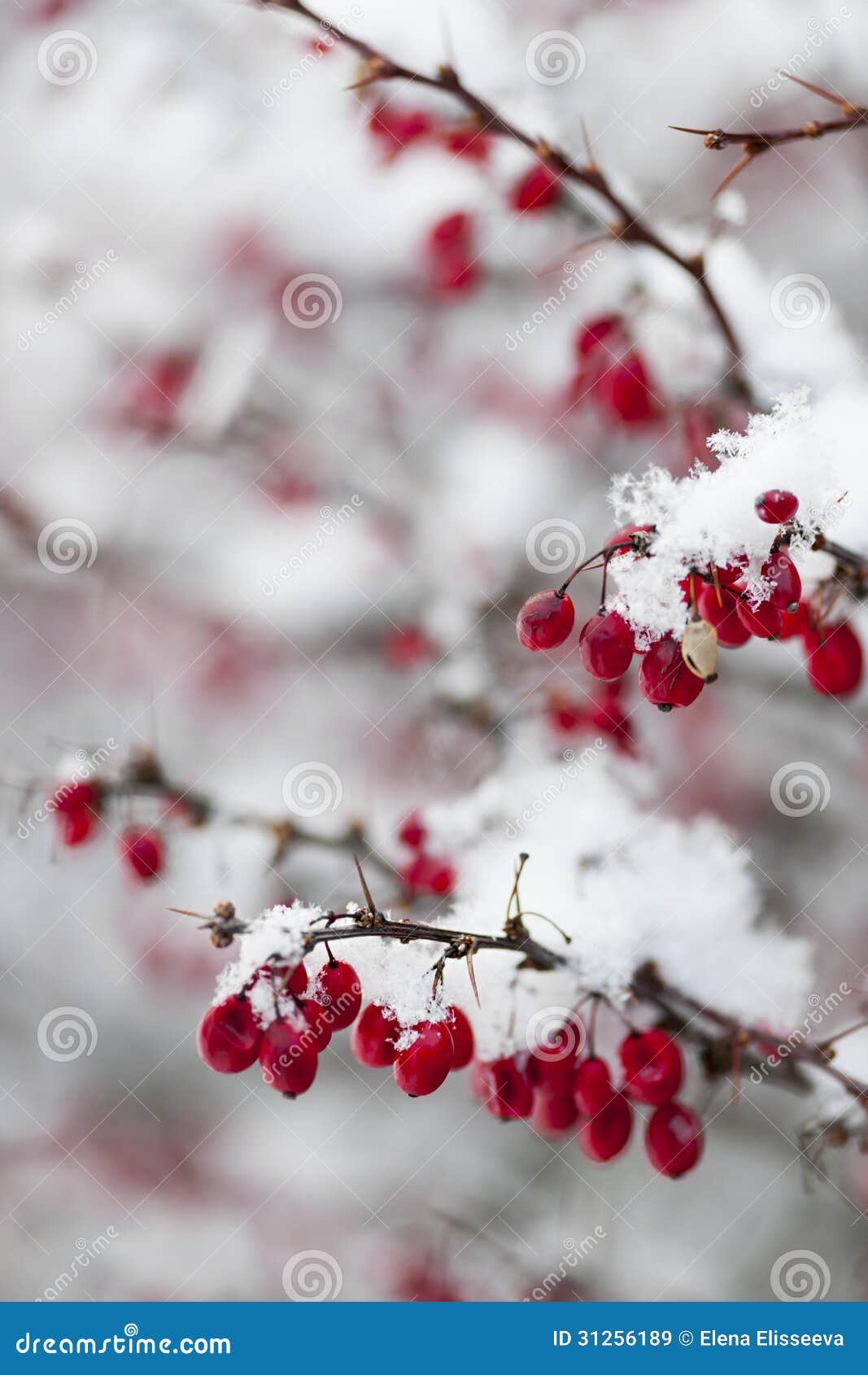 Baies Rouges D'hiver Sous La Neige Image stock - Image du nature, noël ...