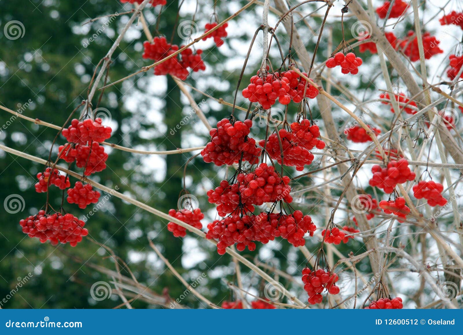 Baies rouges de l'hiver photo stock. Image du vibrant - 12600512