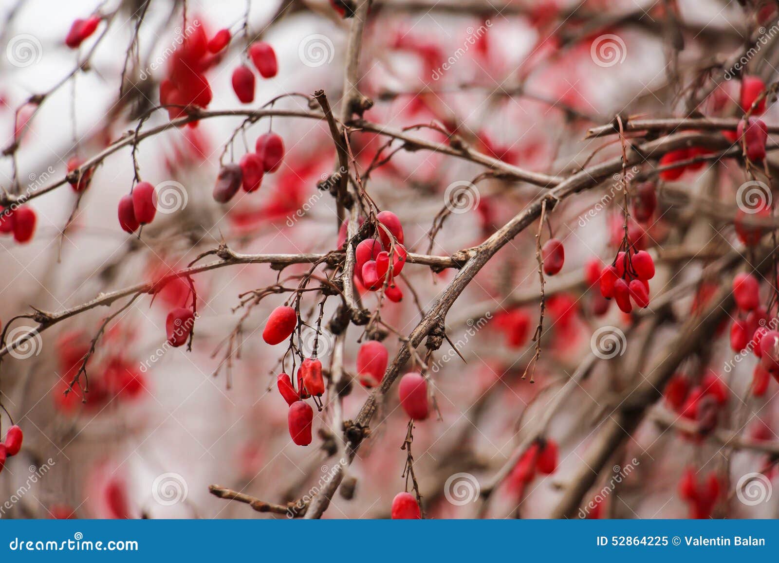 Baies rouges de l'hiver image stock. Image du normal - 52864225