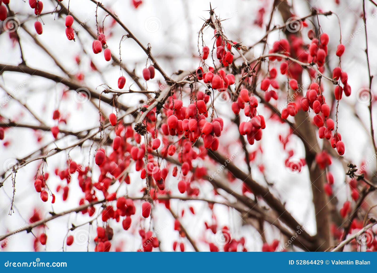 Baies rouges de l'hiver image stock. Image du automne - 52864429