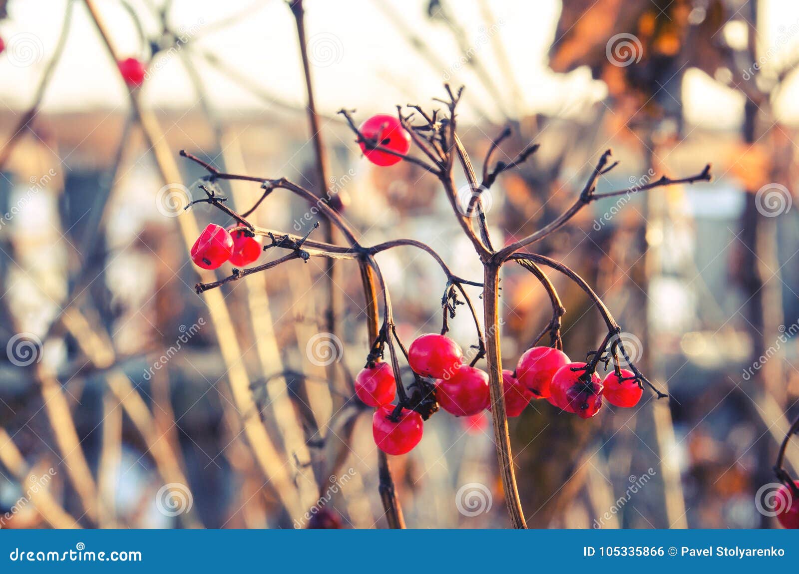 Baies rouges de viburnum photo stock. Image du rouge - 105335866