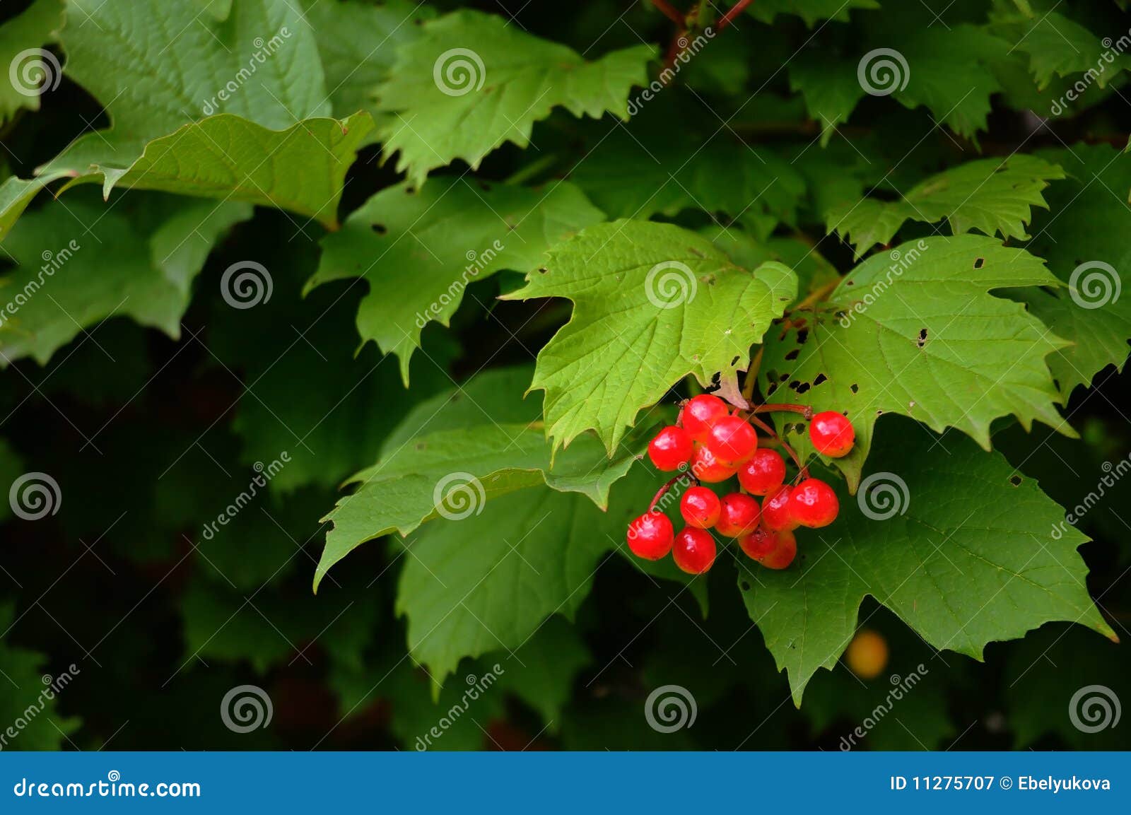 Baies rouges de viburnum. image stock. Image du feuillage - 11275707