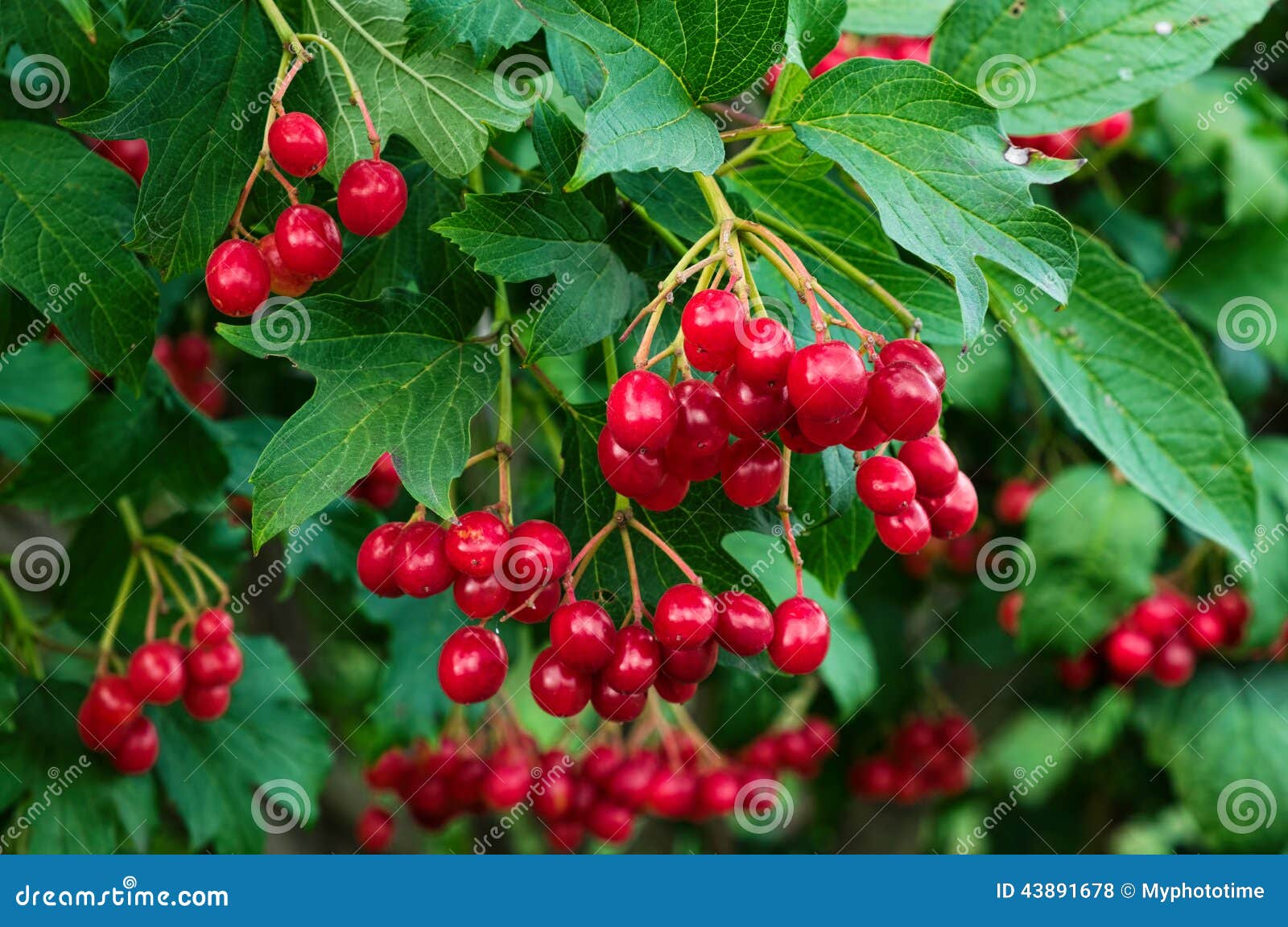 Baies Rouges De Viburnum Dans L'arbre Photo stock - Image du buisson ...