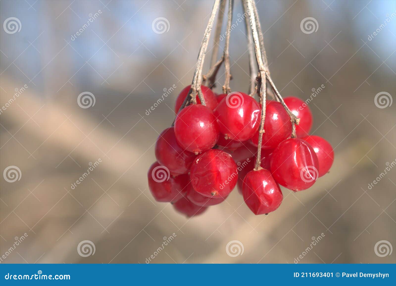 Baies rouges de viburnum image stock. Image du nourriture - 211693401