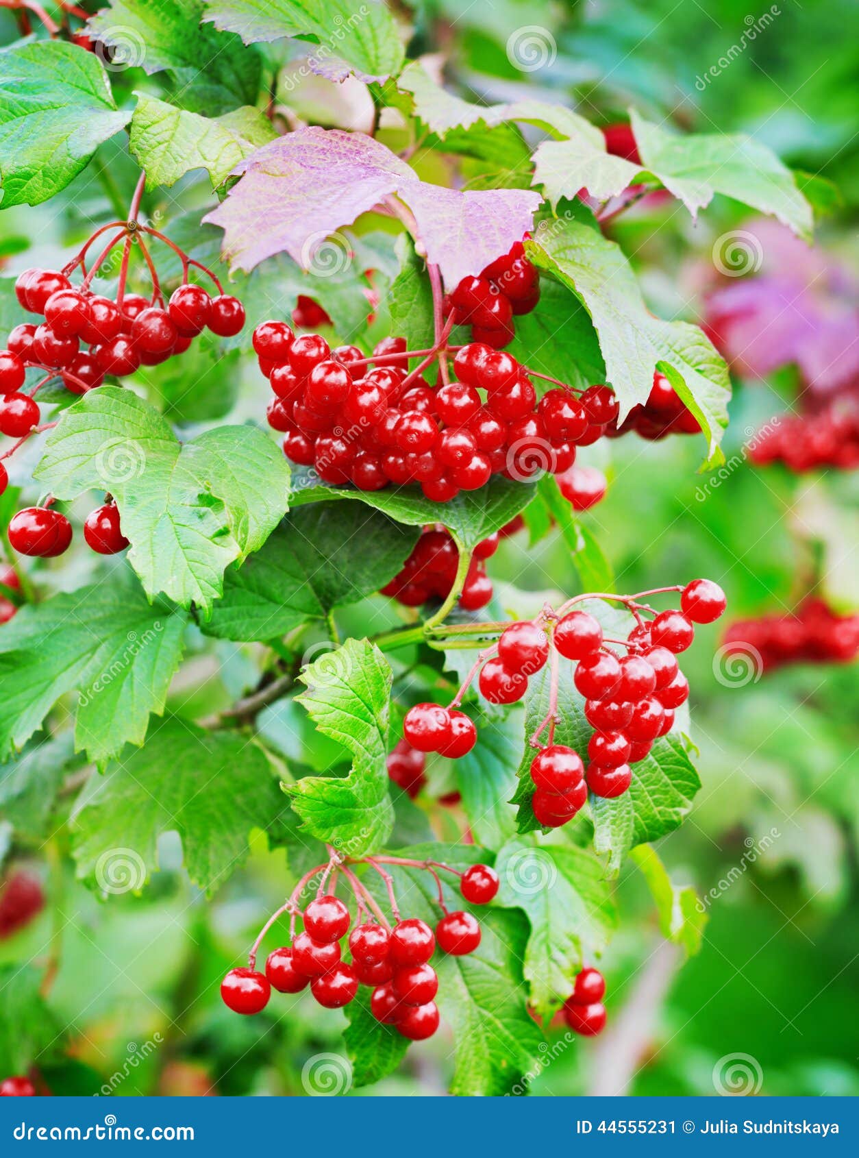 Baies Rouges De Viburnum Sur Une Branche Image stock - Image du fruits ...