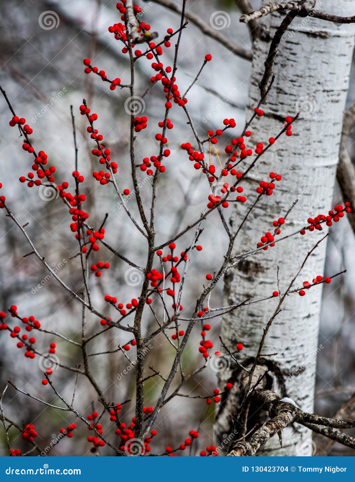 Baies Rouges Devant L'arbre De Bouleau Couleurs D'automne Photo stock ...