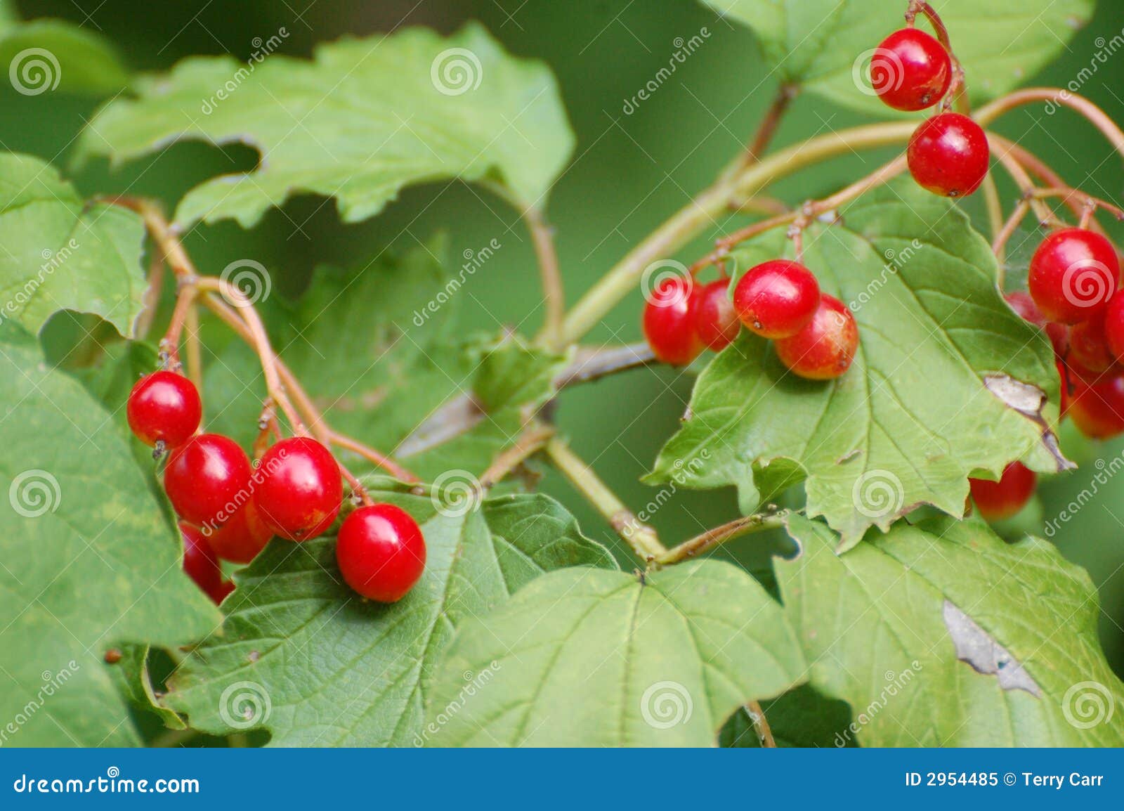 Baies Rouges Sur Le Buisson Feuillu Image stock - Image du details ...