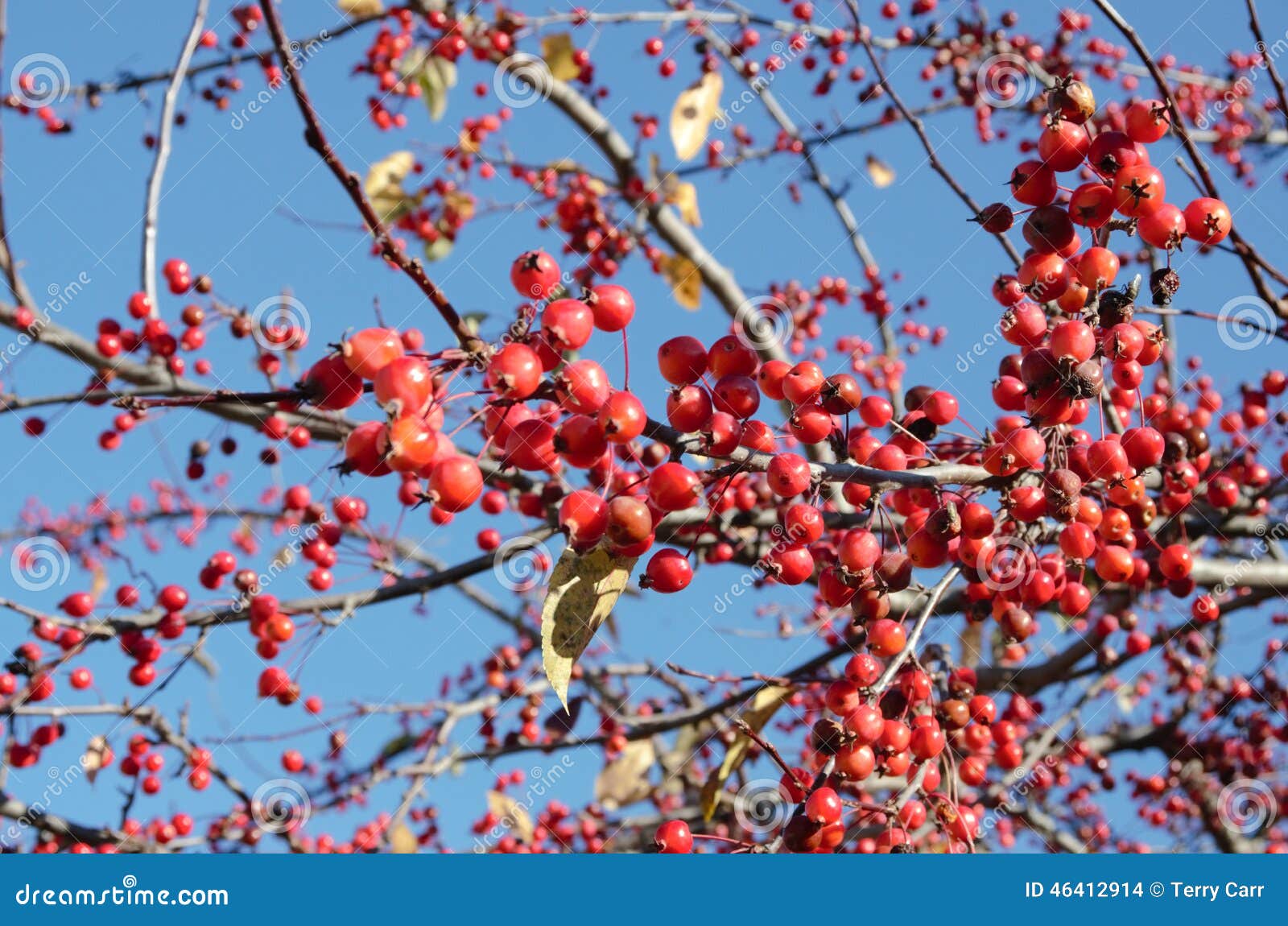 Baies rouges sur un arbre photo stock. Image du vivacité - 46412914