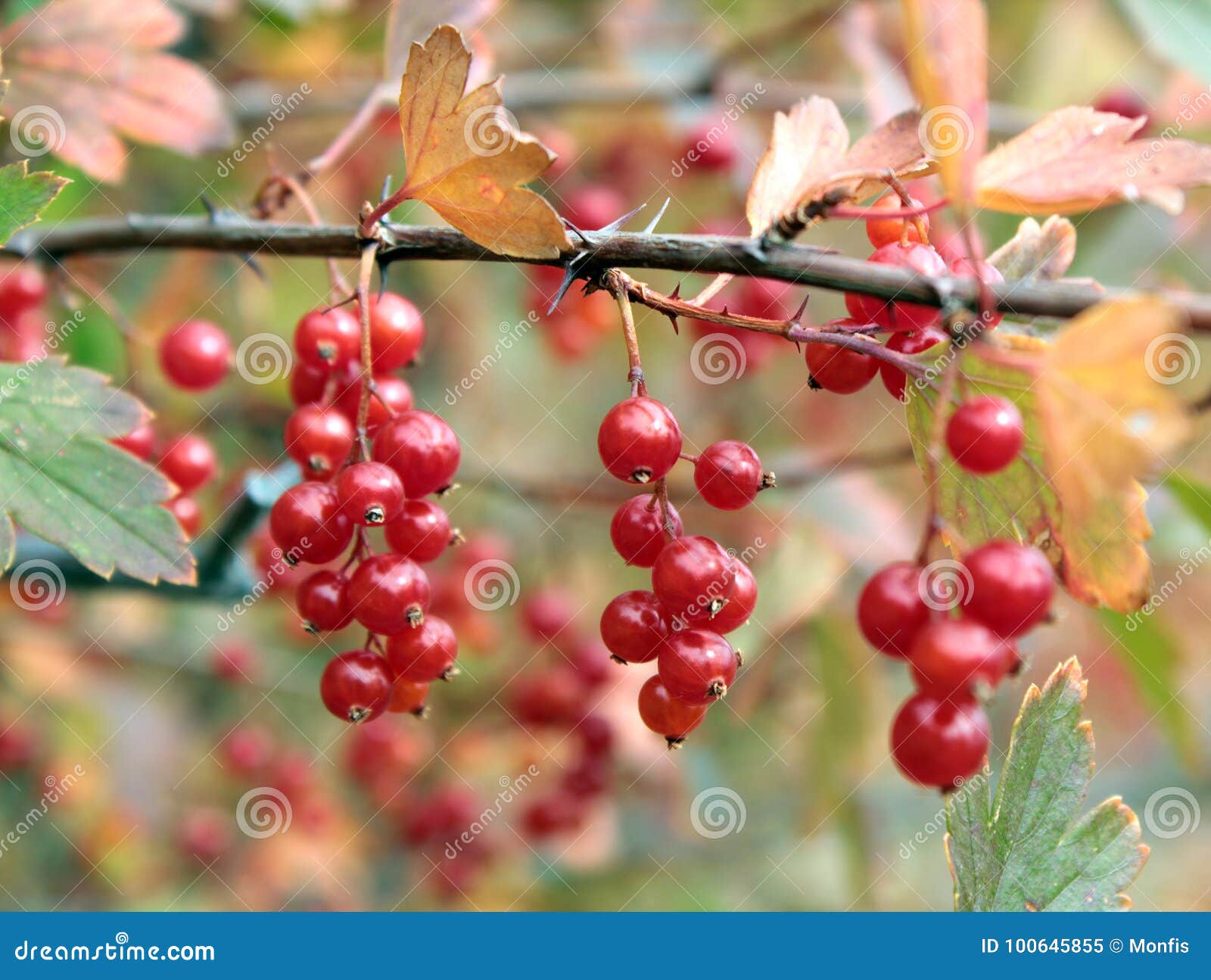 Baies Rouges Sur Une Branche Image stock - Image du lumineux, rouge ...