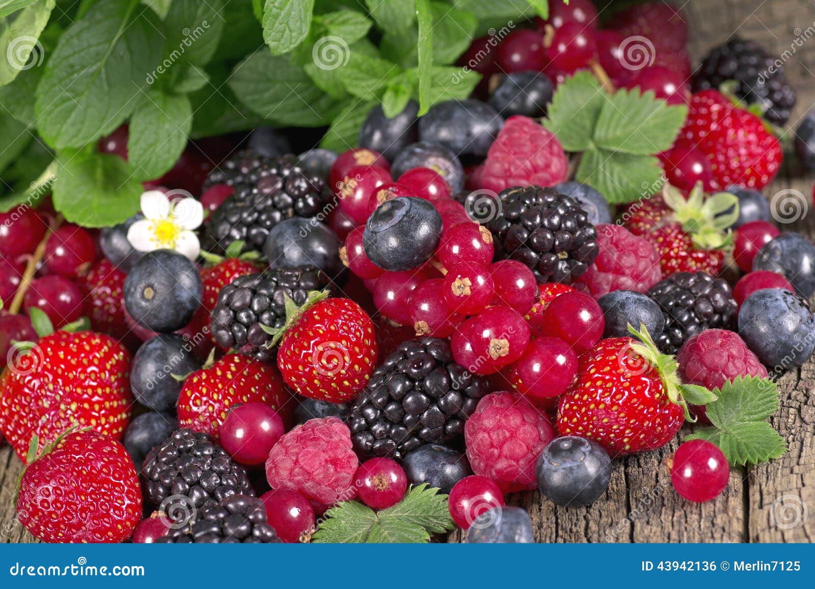 Baies sauvages photo stock. Image du sain, myrtilles - 43942136