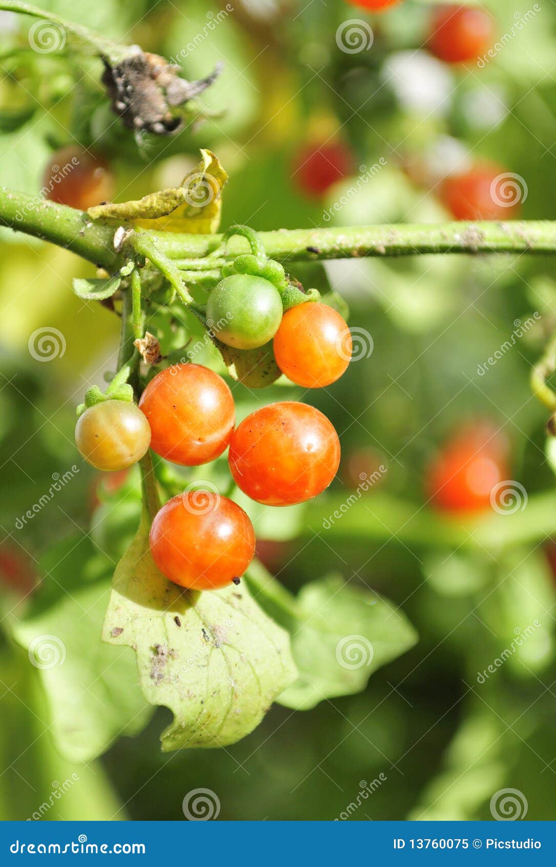 Baies sauvages rouges image stock. Image du sauvage, fruits - 13760075