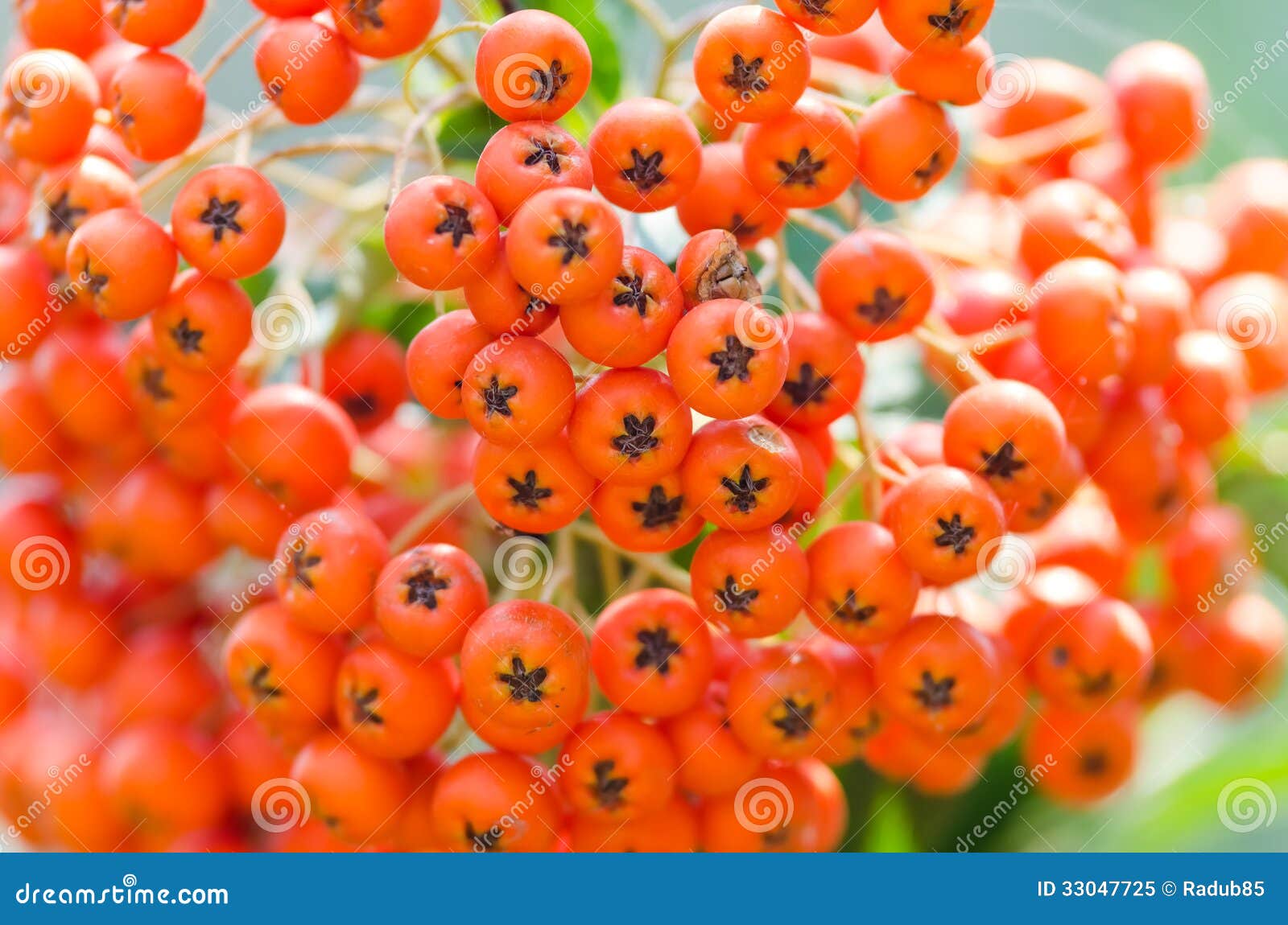 Baies toxiques image stock. Image du branchement, arum - 33047725