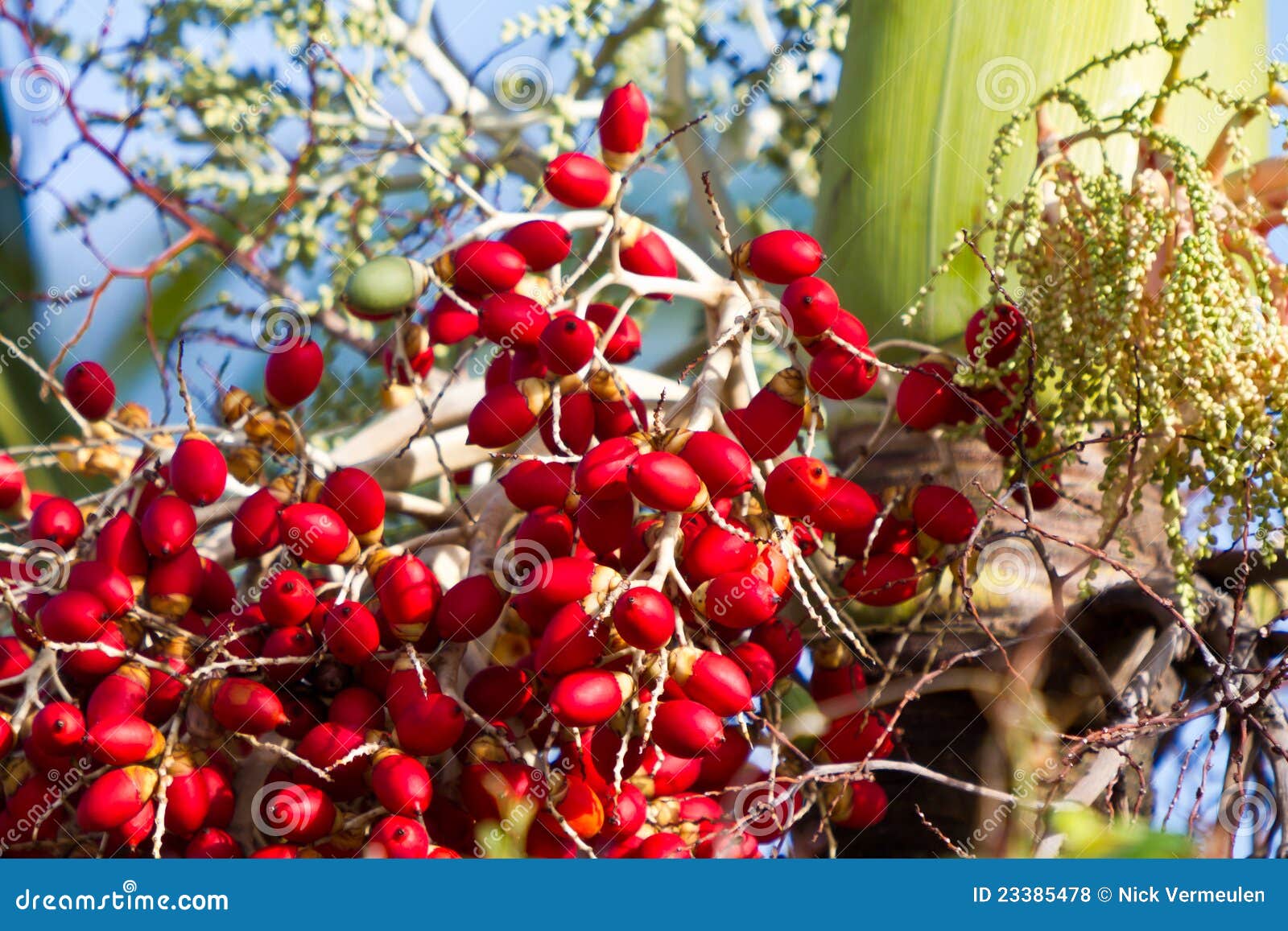 Baies tropicales rouges. photo stock. Image du coloré - 23385478