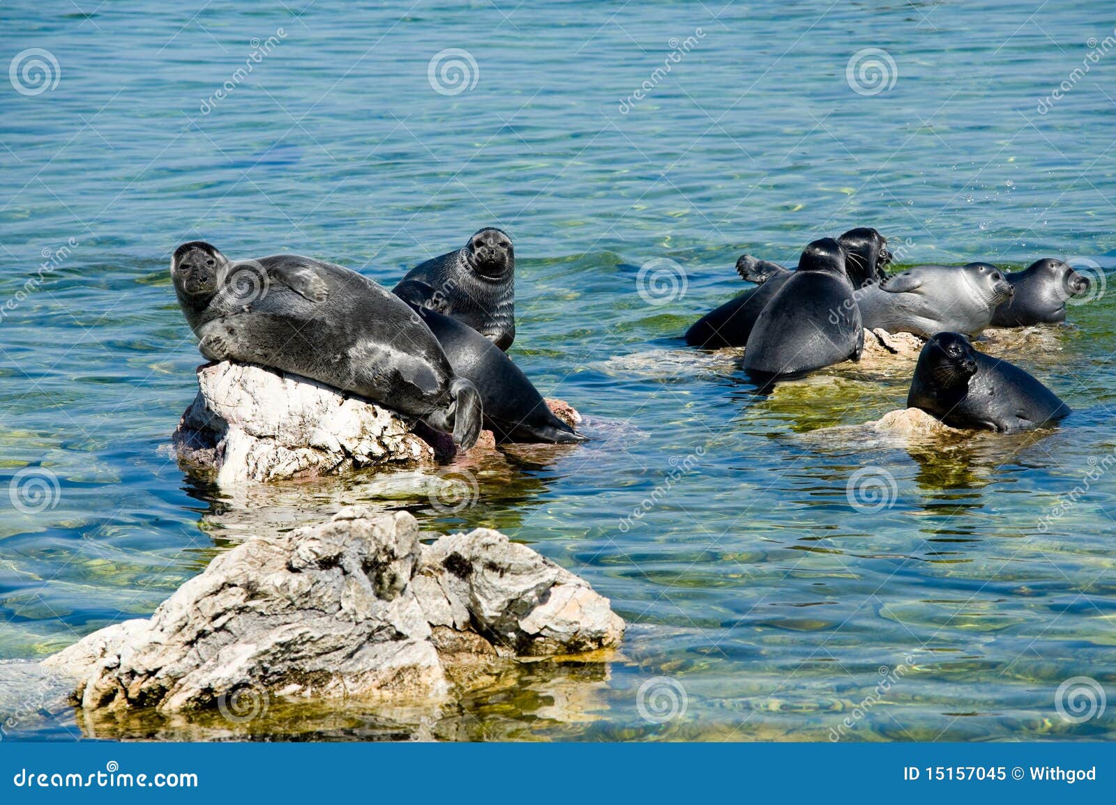 Baikal seals stock image. Image of seal, mammal, nerpa - 15157045