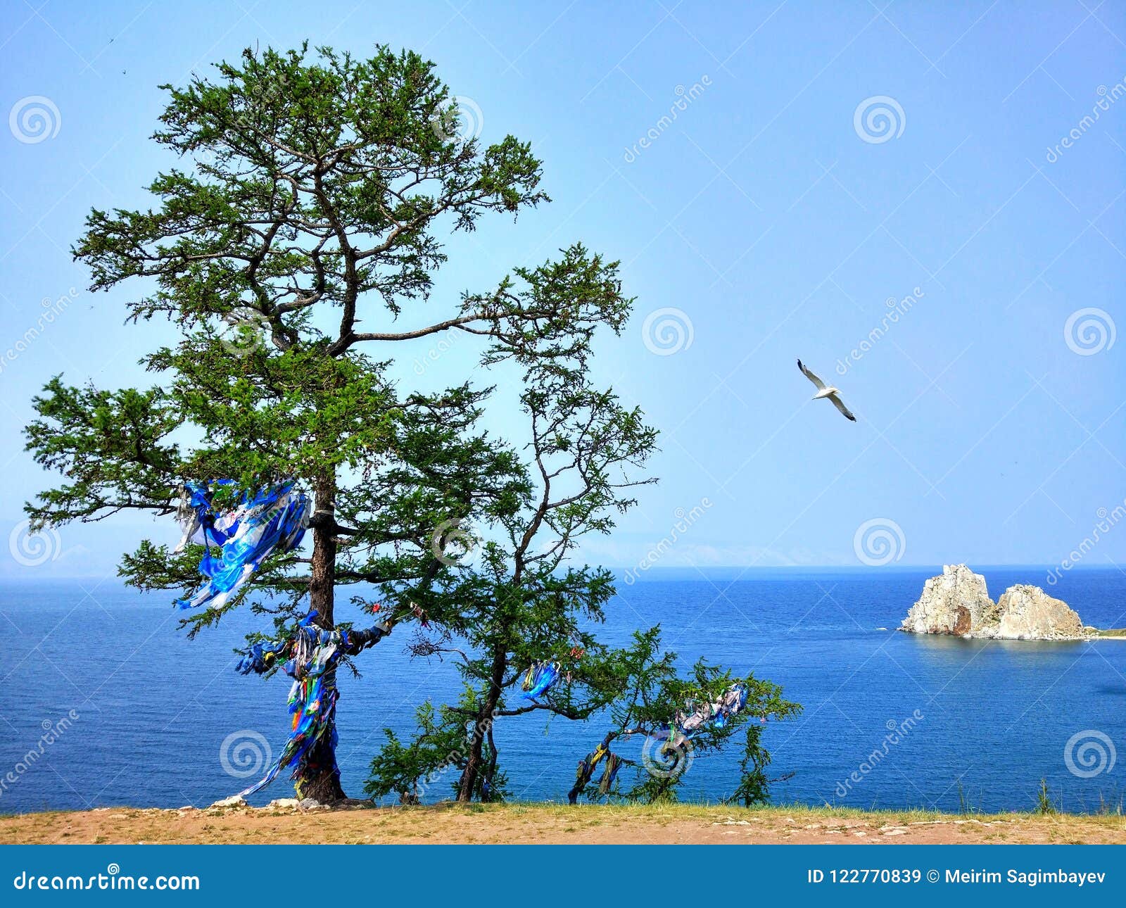 Baikal tree stock image. Image of tree, summer, sibir - 122770839