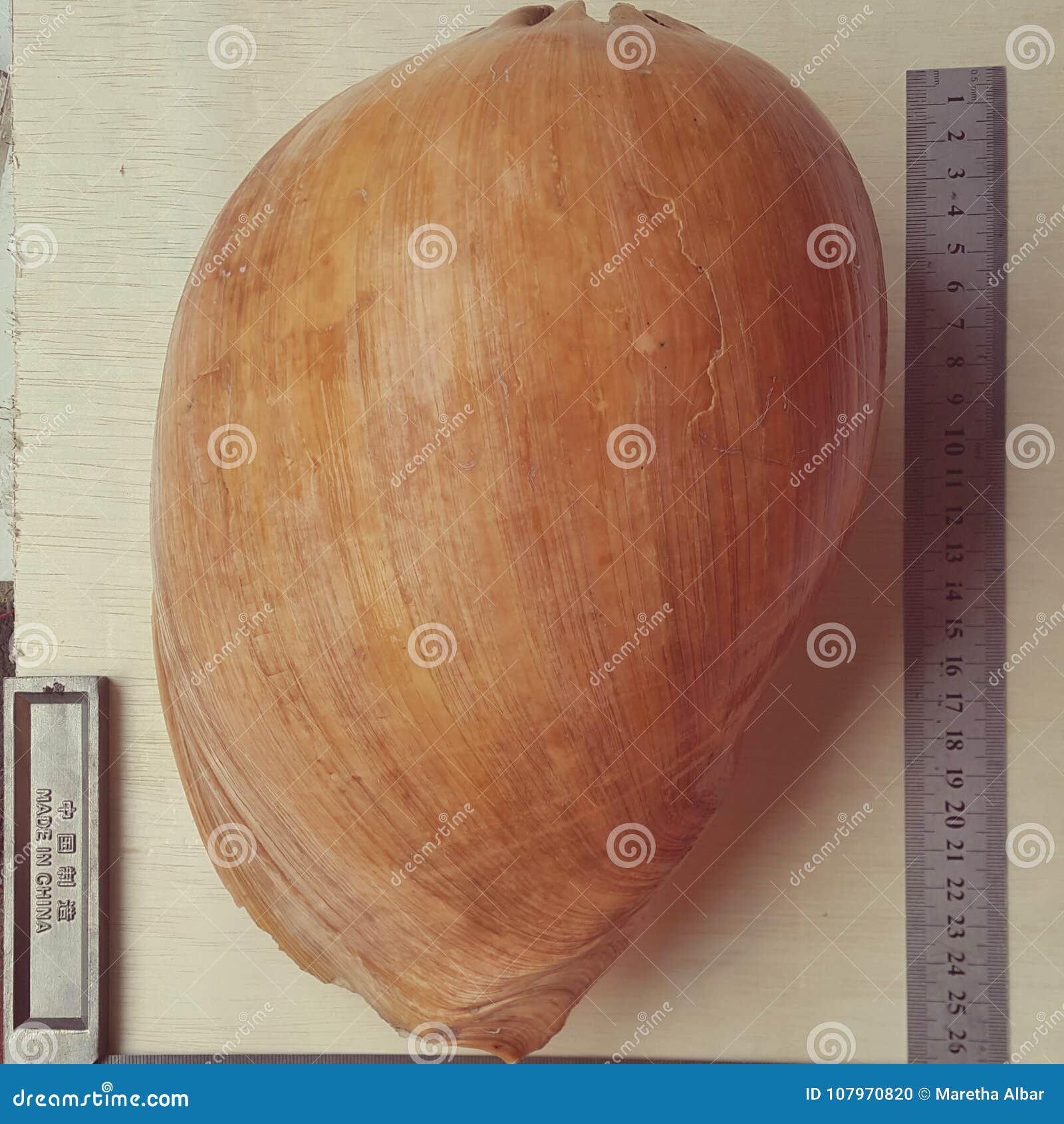 Bailer shell stock photo. Image of world, shell, bailer - 107970820