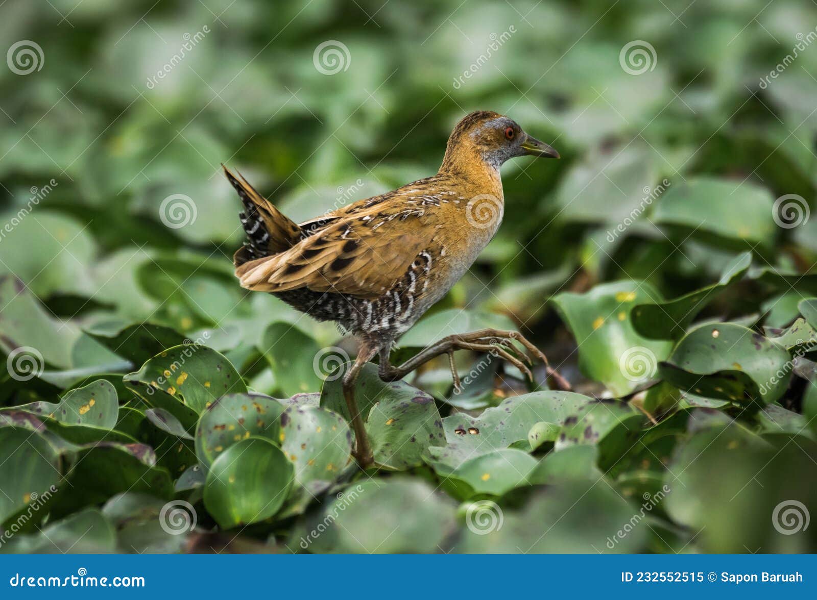 Baillon& X27;s Crake or Marsh Crake Stock Image - Image of shorebird ...