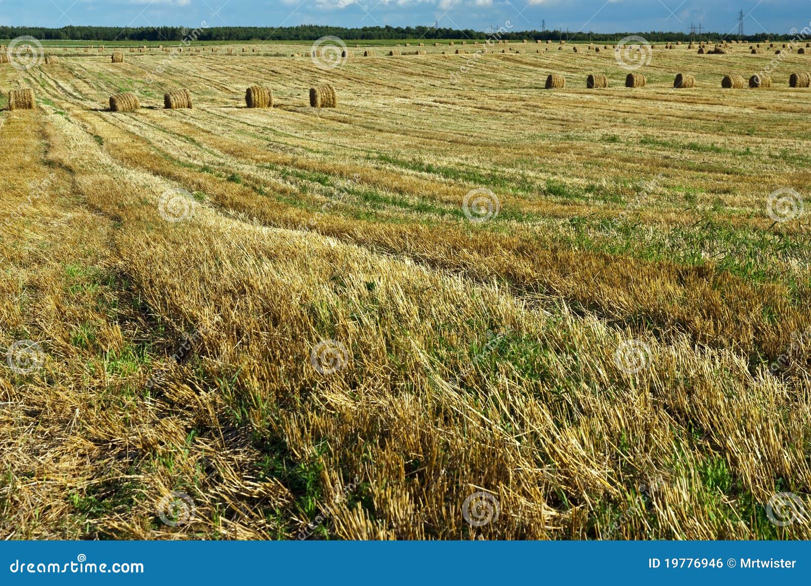 Bails of Hay stock photo. Image of harvesting, farm, grass - 19776946