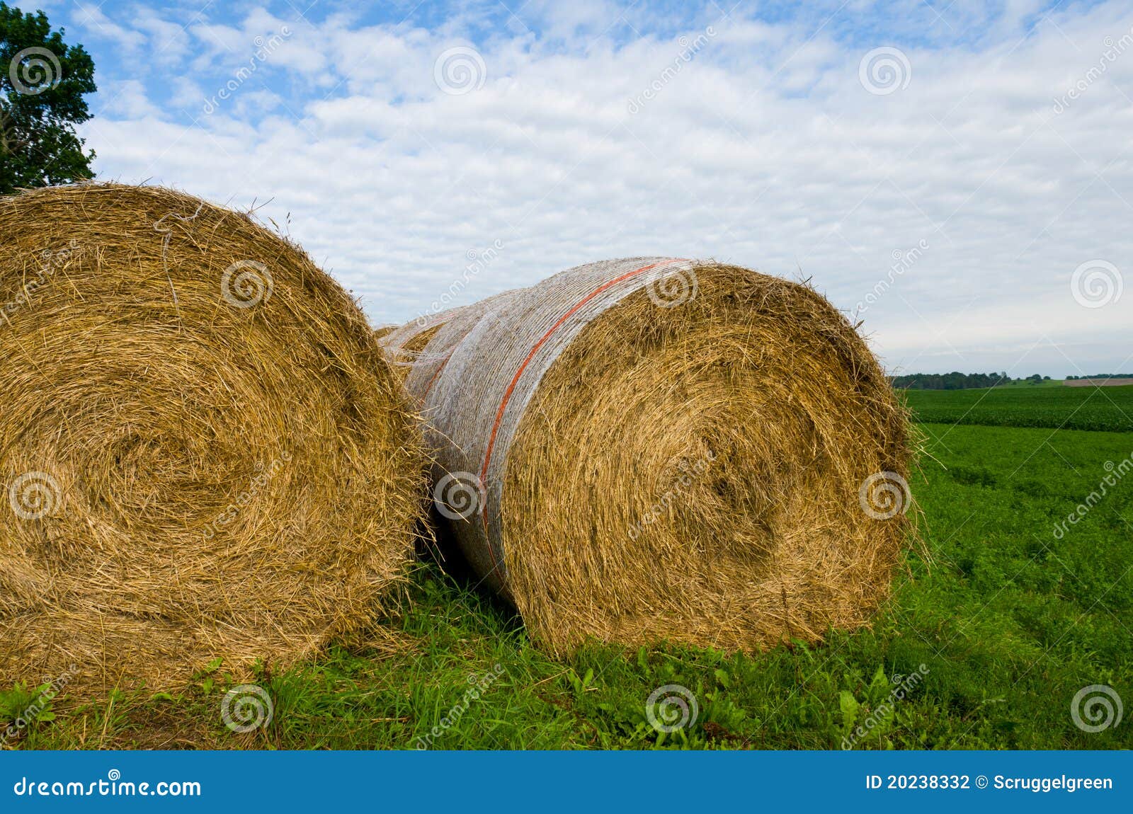 Bails of Hay stock photo. Image of farm, corn, animal - 20238332