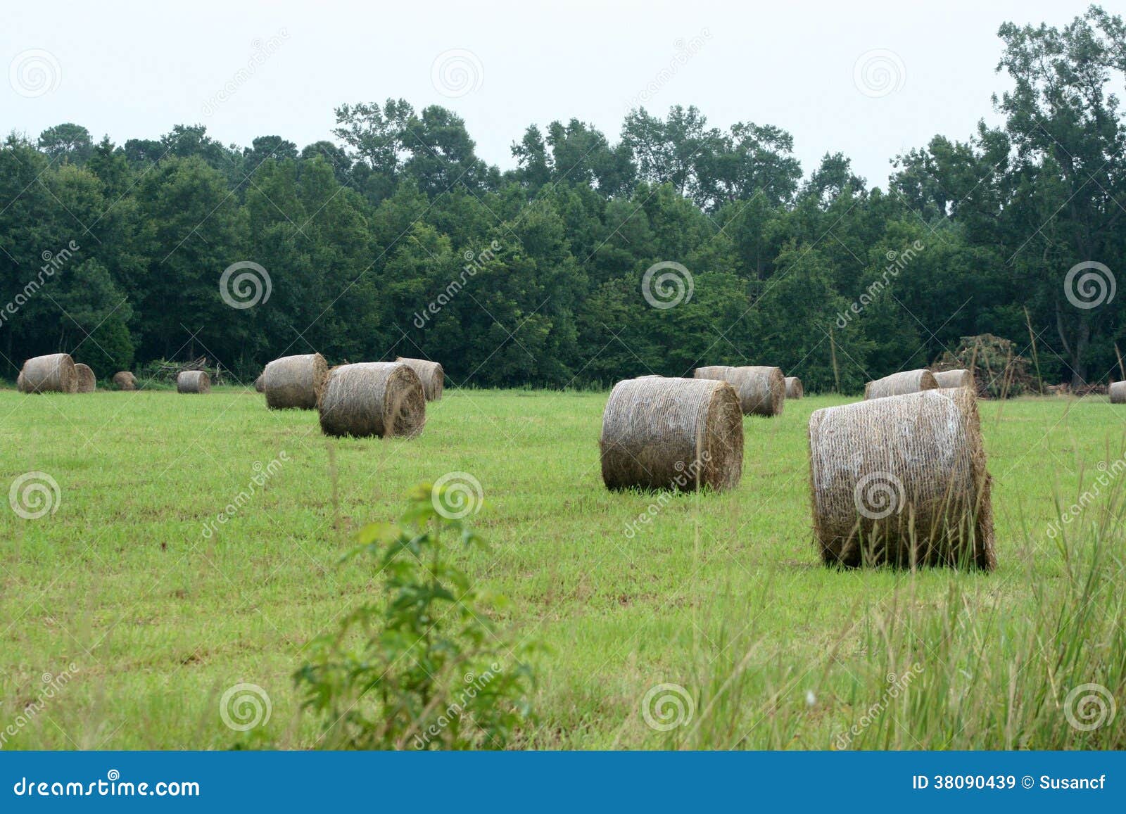Bails of Hay stock image. Image of green, bails, outdoor - 38090439