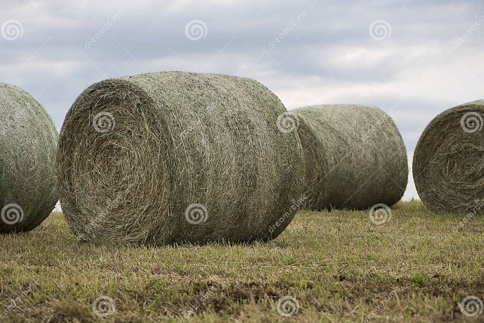Bails of hay stock image. Image of fence, circle, nature - 57546935
