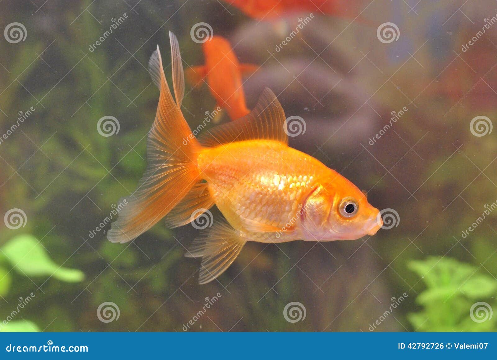 Bain De Poisson Rouge Dans Un Aquarium Photo stock - Image du pêche ...