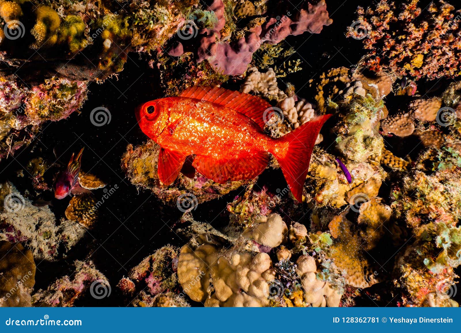 Bain De Poissons En Mer Rouge Image stock - Image du couleur, saltwater ...