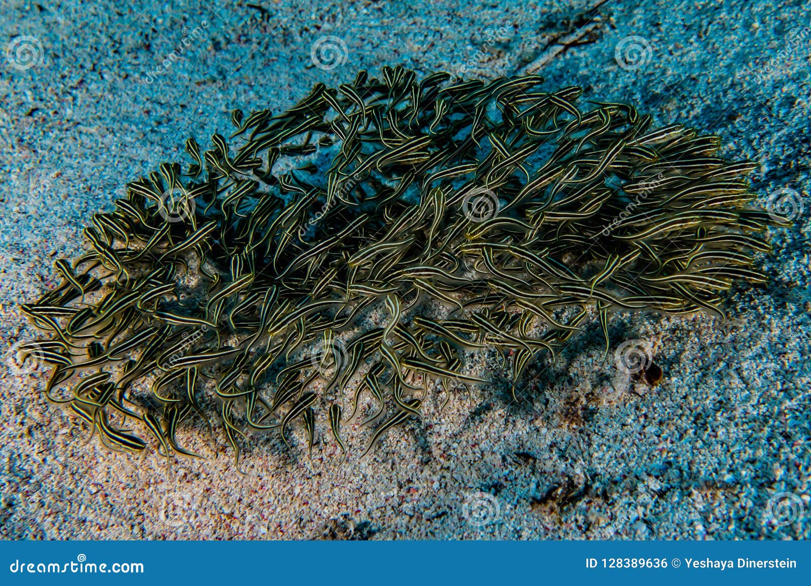 Bain De Poissons En Mer Rouge Photo stock - Image du beau, jordan ...