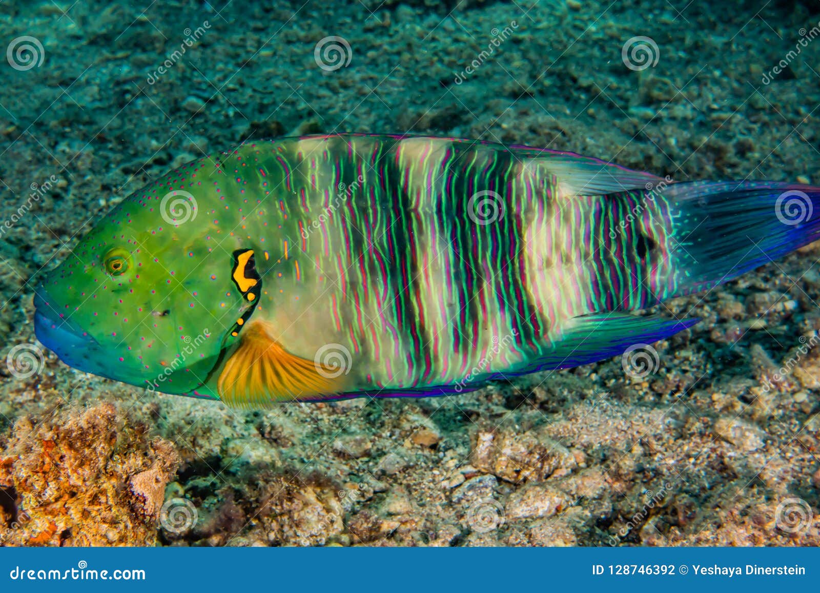 Bain De Poissons En Mer Rouge Photo stock - Image du caraïbes, animaux ...