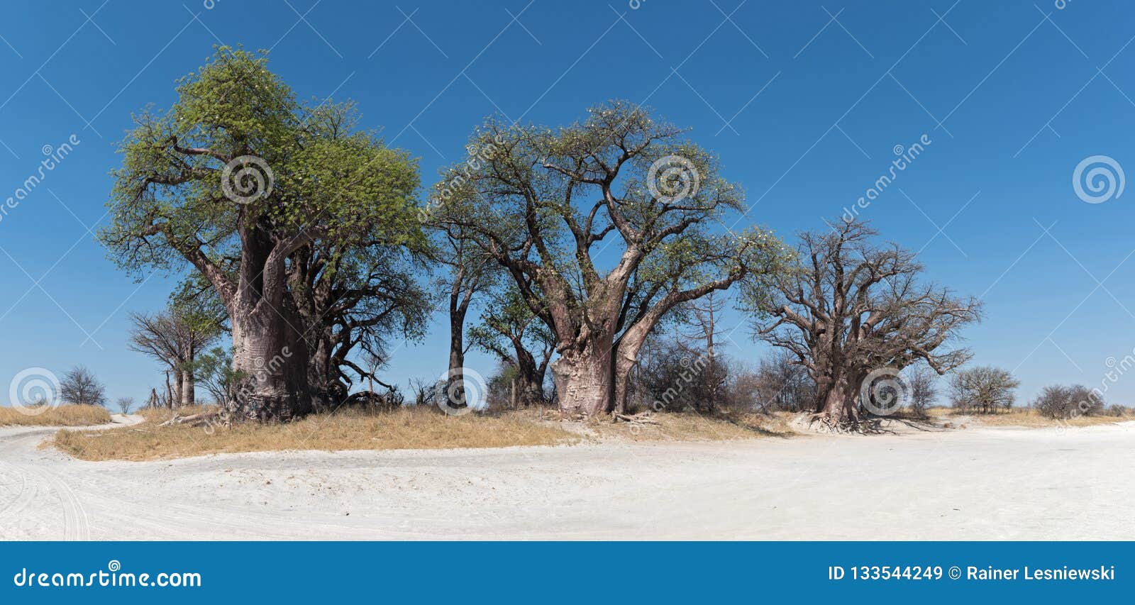 Baines Baobab from Nxai Pan National Park, Botswana Stock Image - Image of baobab, african ...