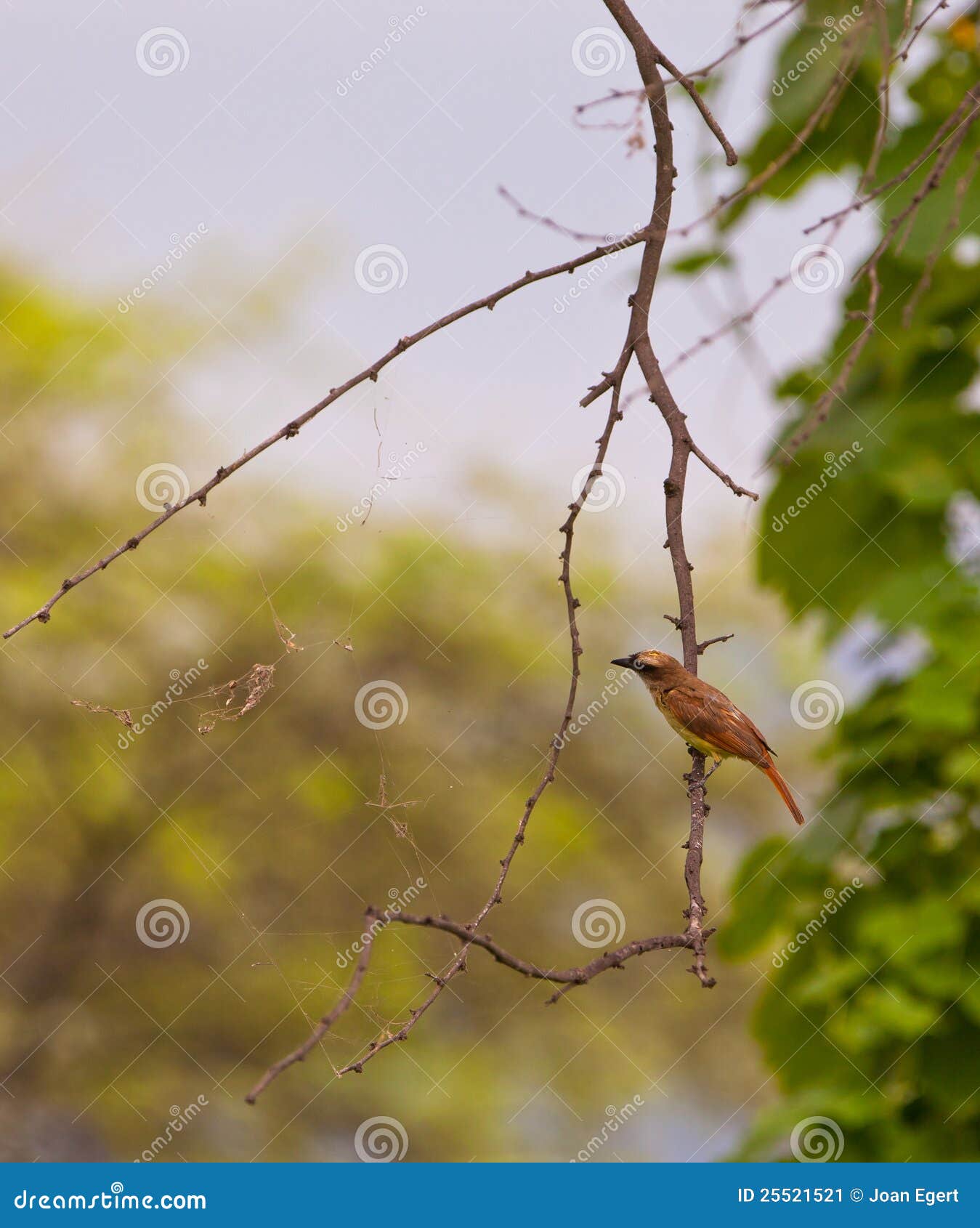 Baird S Flycatcher with Spider S Web Stock Image - Image of natural ...