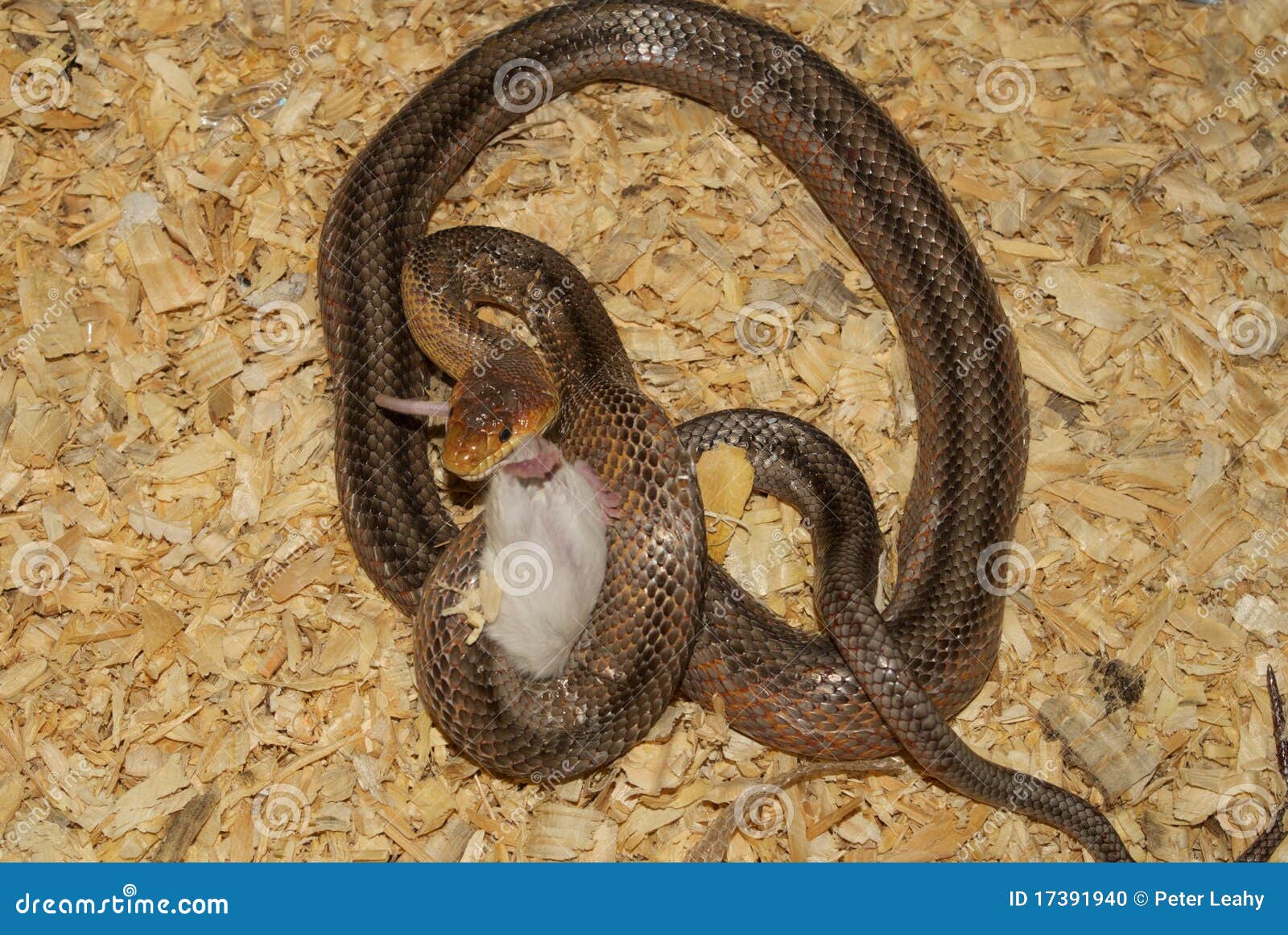 Baird S Rat Snake and a Mouse Stock Photo - Image of constrictor, snake ...