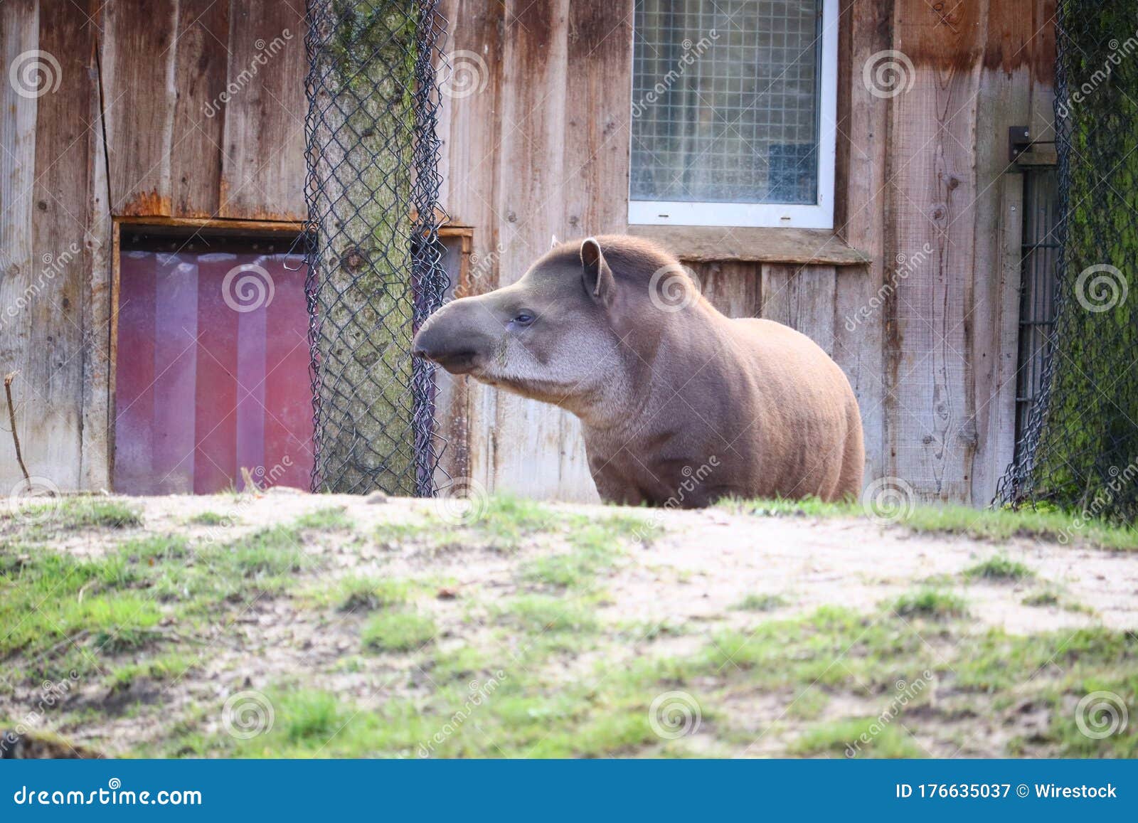 Baird S Tapir in Front of a Building Looking Aside Stock Image - Image ...