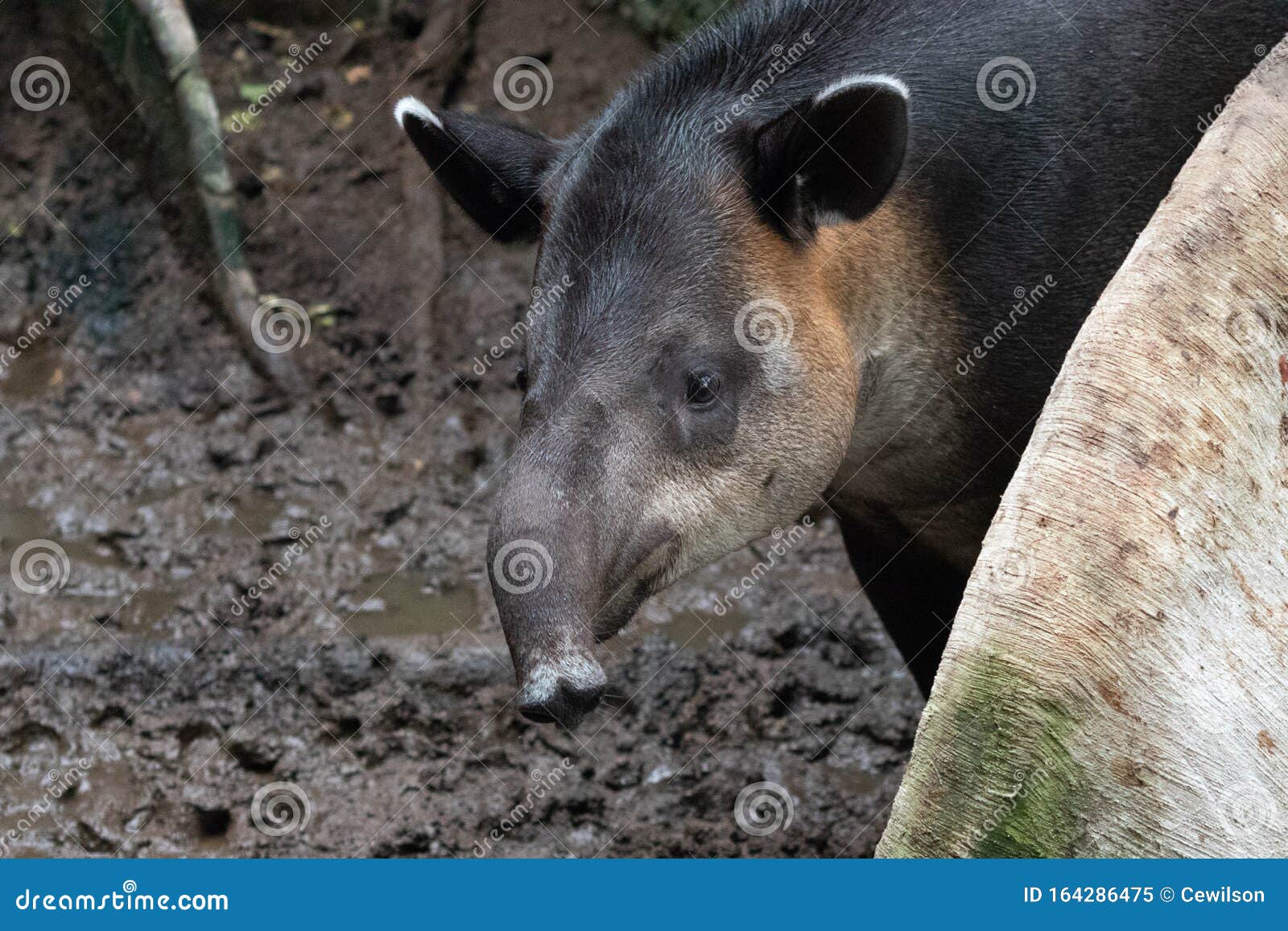 Baird`s Tapir stock image. Image of mammal, south, armadillo - 164286475