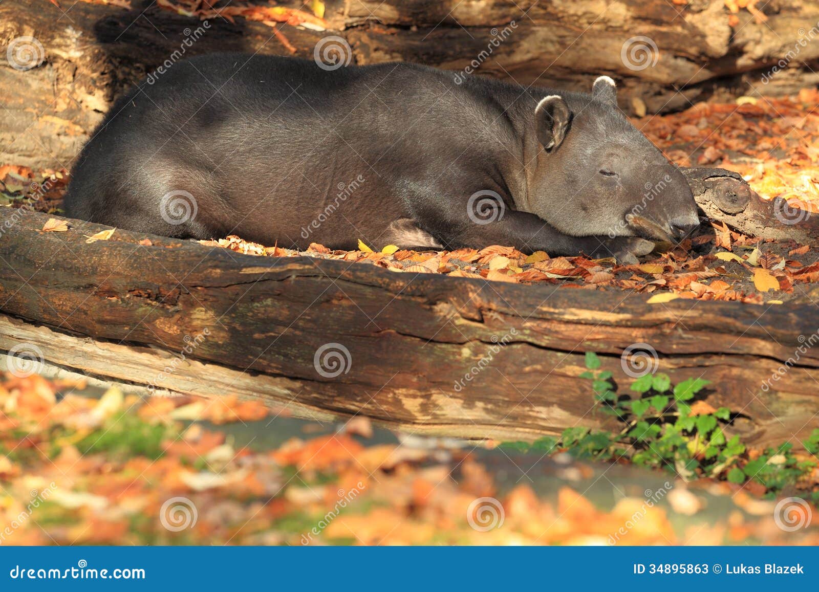 Baird tapir stock image. Image of central, autumn, baird - 34895863
