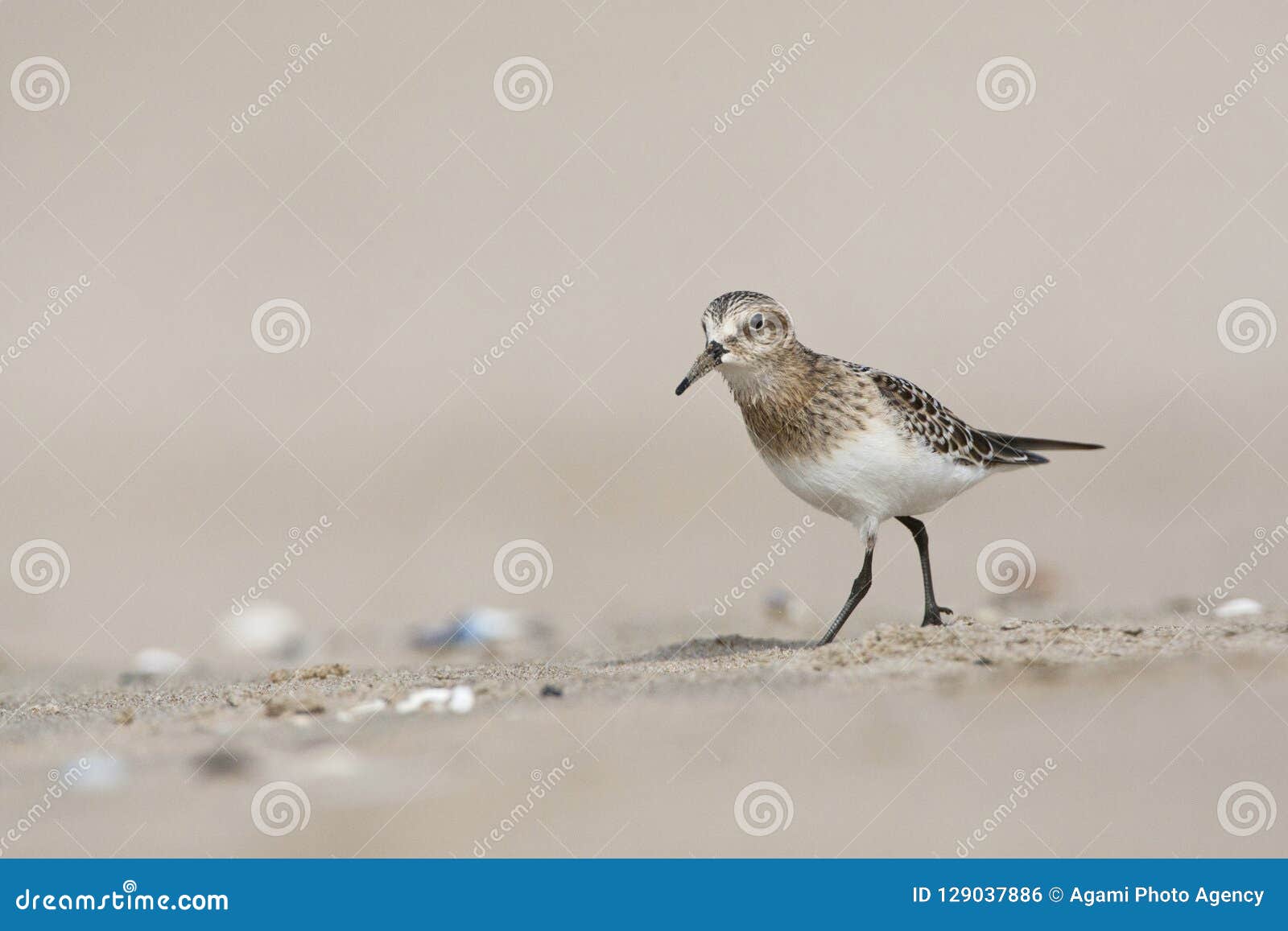 Bairds Strandloper, Bairds Sandpiper, Calidris Bairdii Stock Photo ...