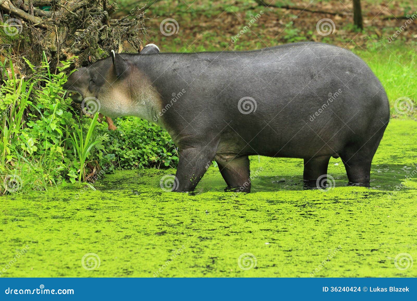 Bairds Tapir stockfoto. Bild von nähern, baird, tier - 36240424