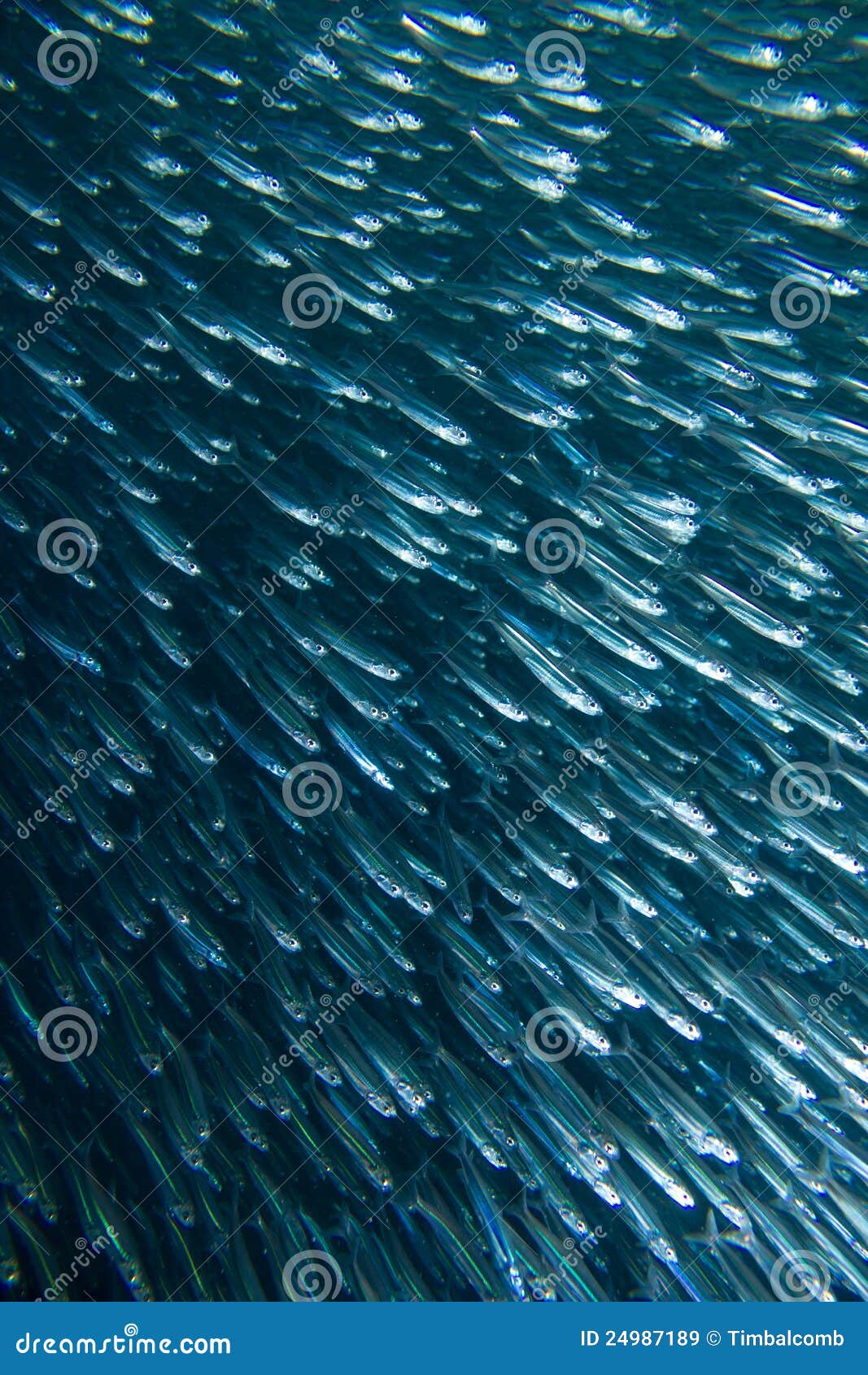 Bait fish run stock image. Image of tropical, coral, underwater - 24987189