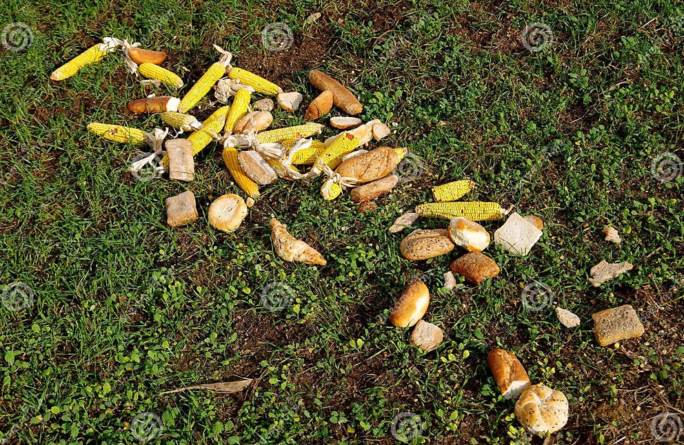 Bait for wild boar. stock photo. Image of hunting, grass - 37500112
