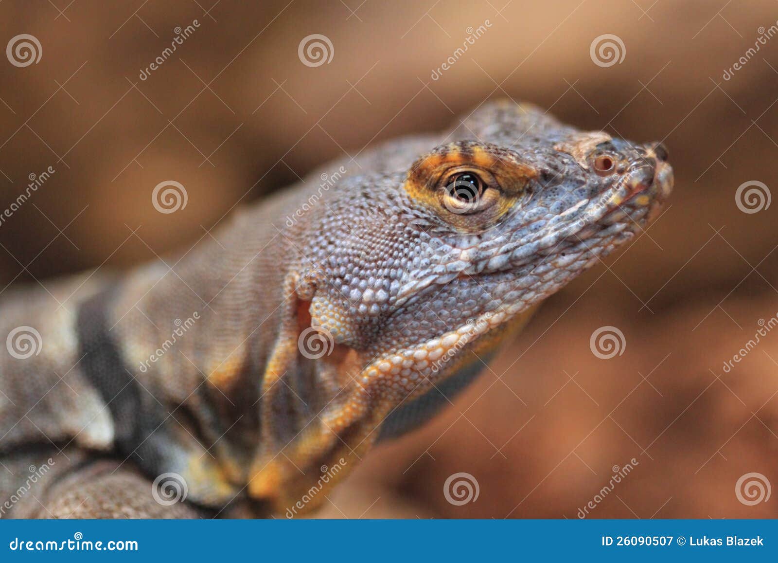 Baja blue rock lizard stock image. Image of animal, nature - 26090507