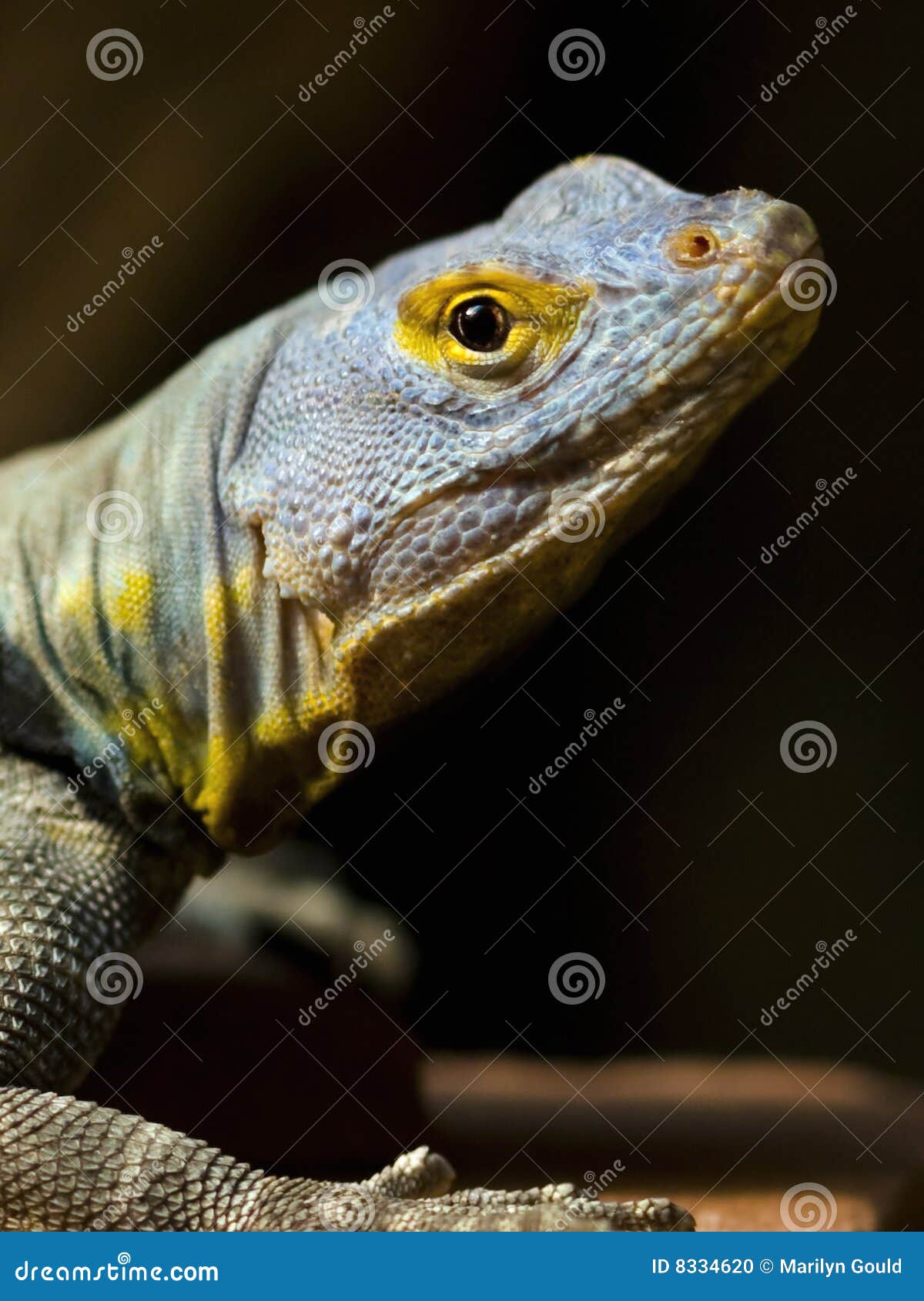 Baja Blue Rock Lizard stock photo. Image of rock, reptile - 8334620