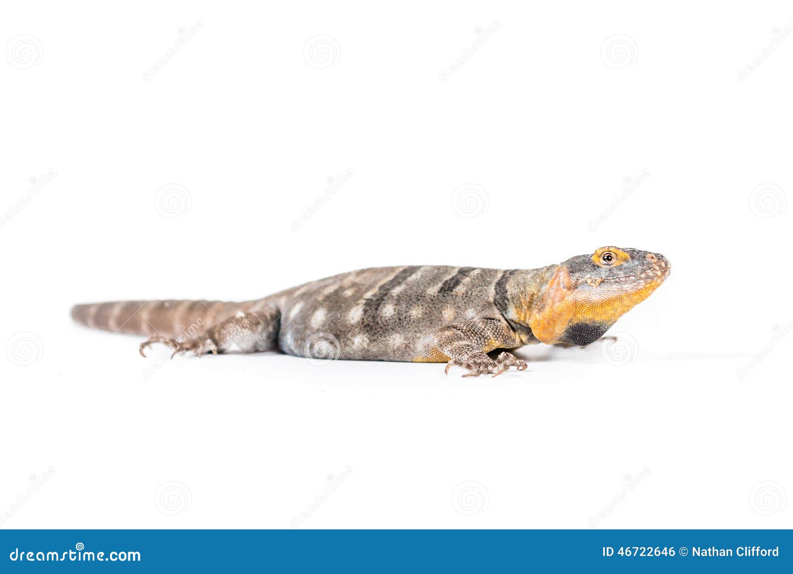 Baja blue rock lizard stock photo. Image of small, blue - 46722646