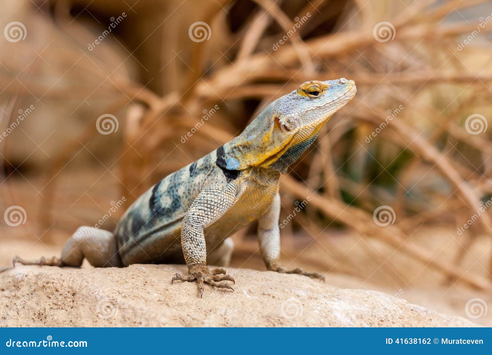 Baja Blue Rock Lizard stock photo. Image of blue, lizard - 41638162