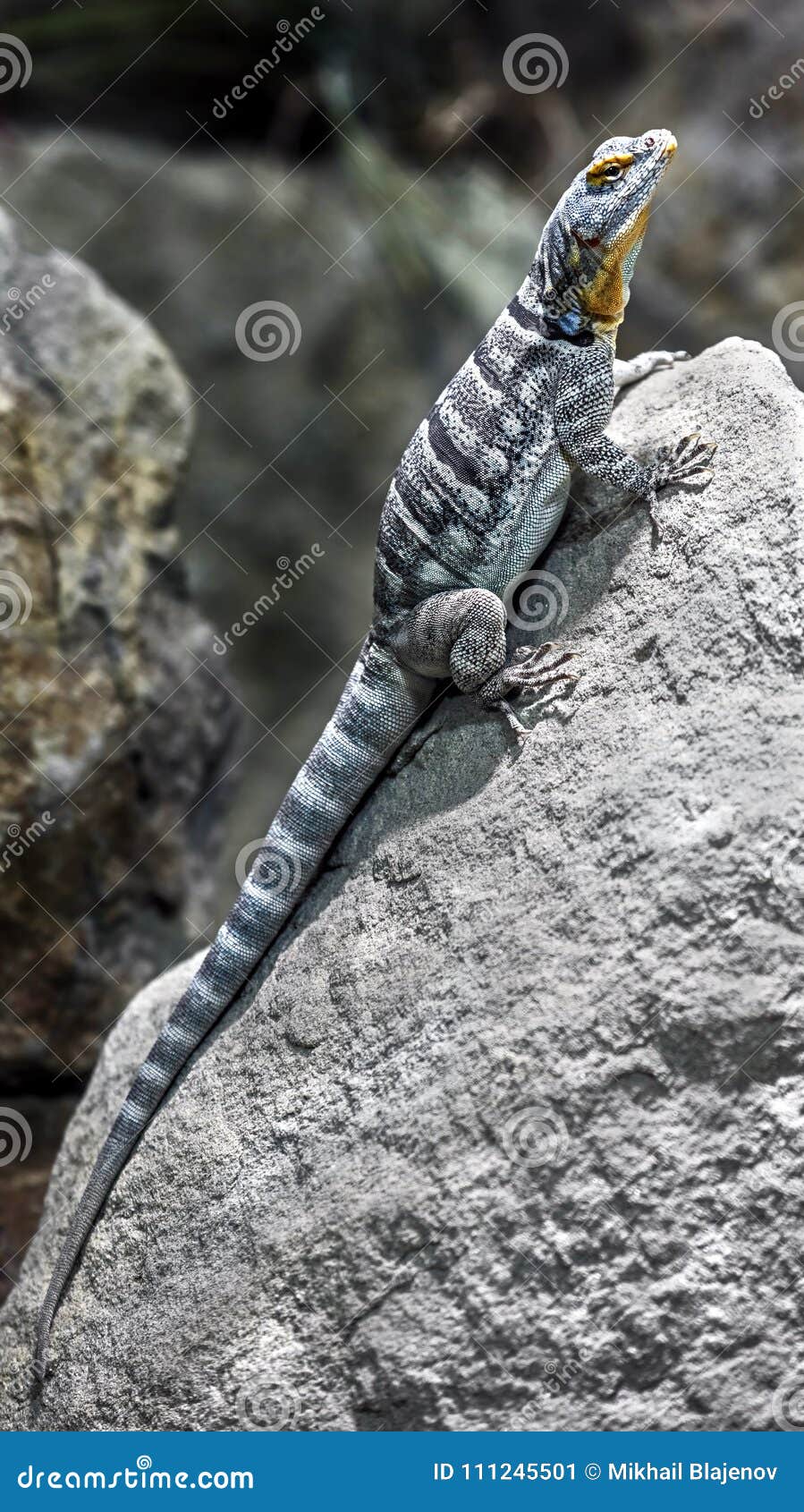 Baja blue rock lizard 1 stock image. Image of nice, portrait - 111245501