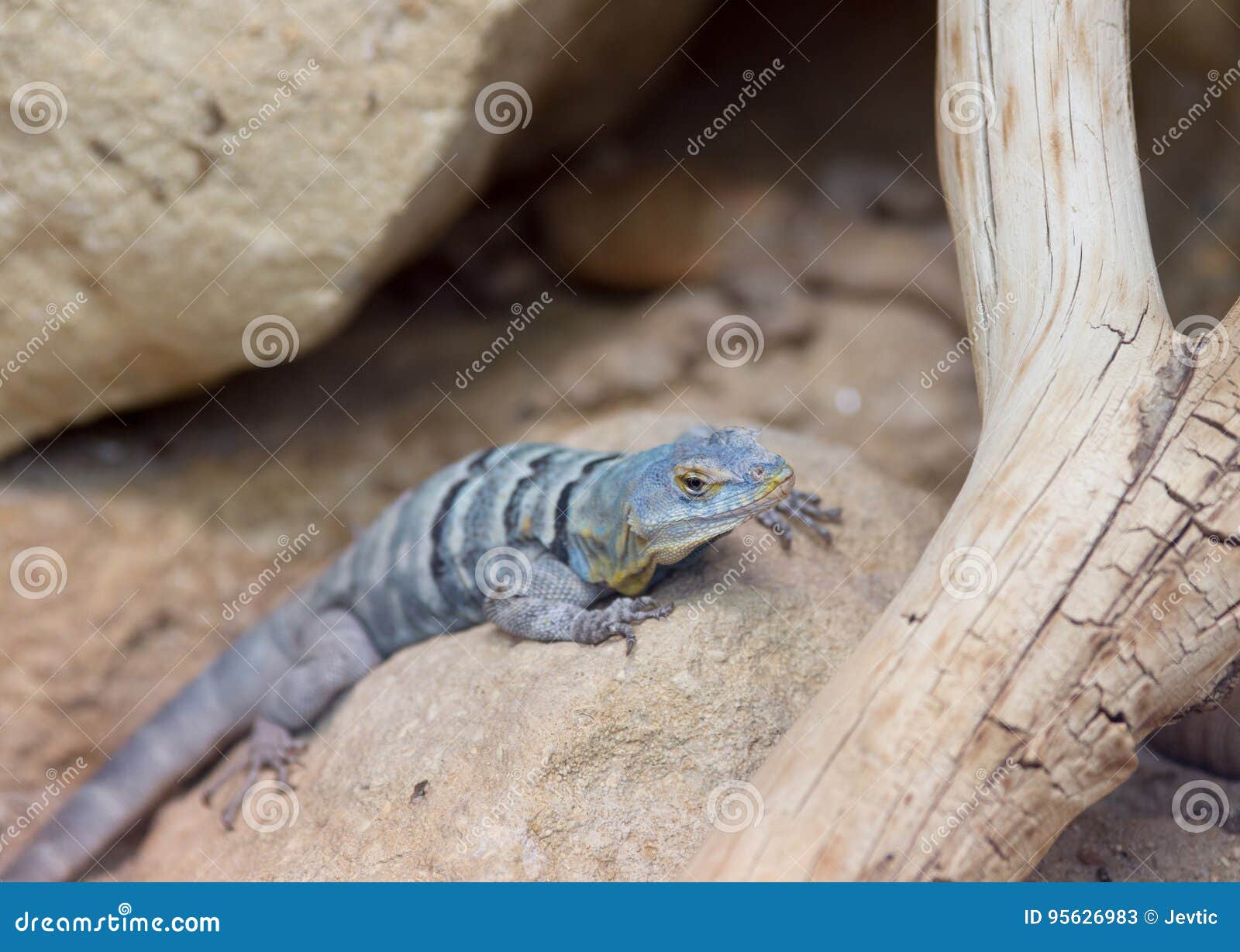 Baja blue rock lizard stock image. Image of species, america - 95626983