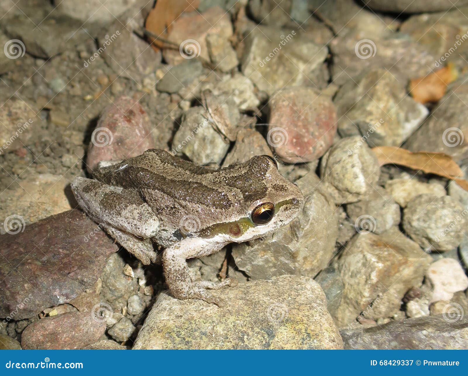 California Tree Anemone White Flower - Latin Name - Carpenteria ...