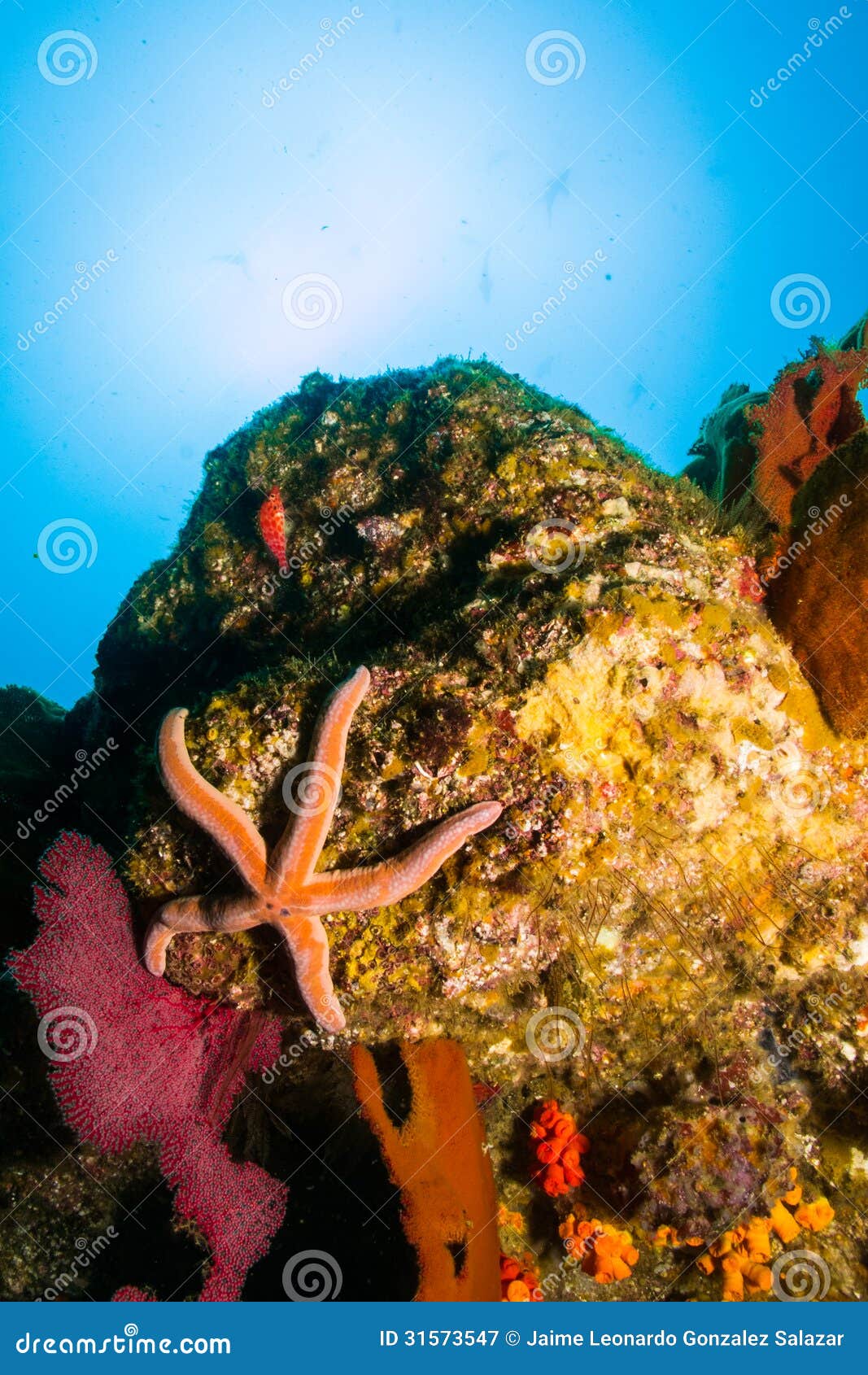 Baja Reef stock image. Image of diving, great, cortez - 31573547