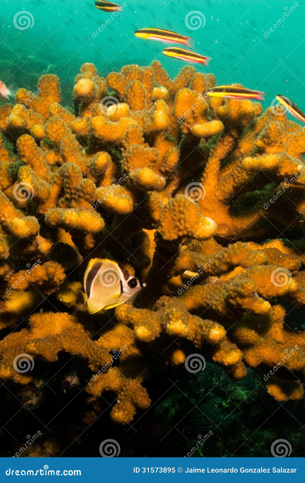 Baja Reef stock image. Image of baja, preserved, colony - 31573895
