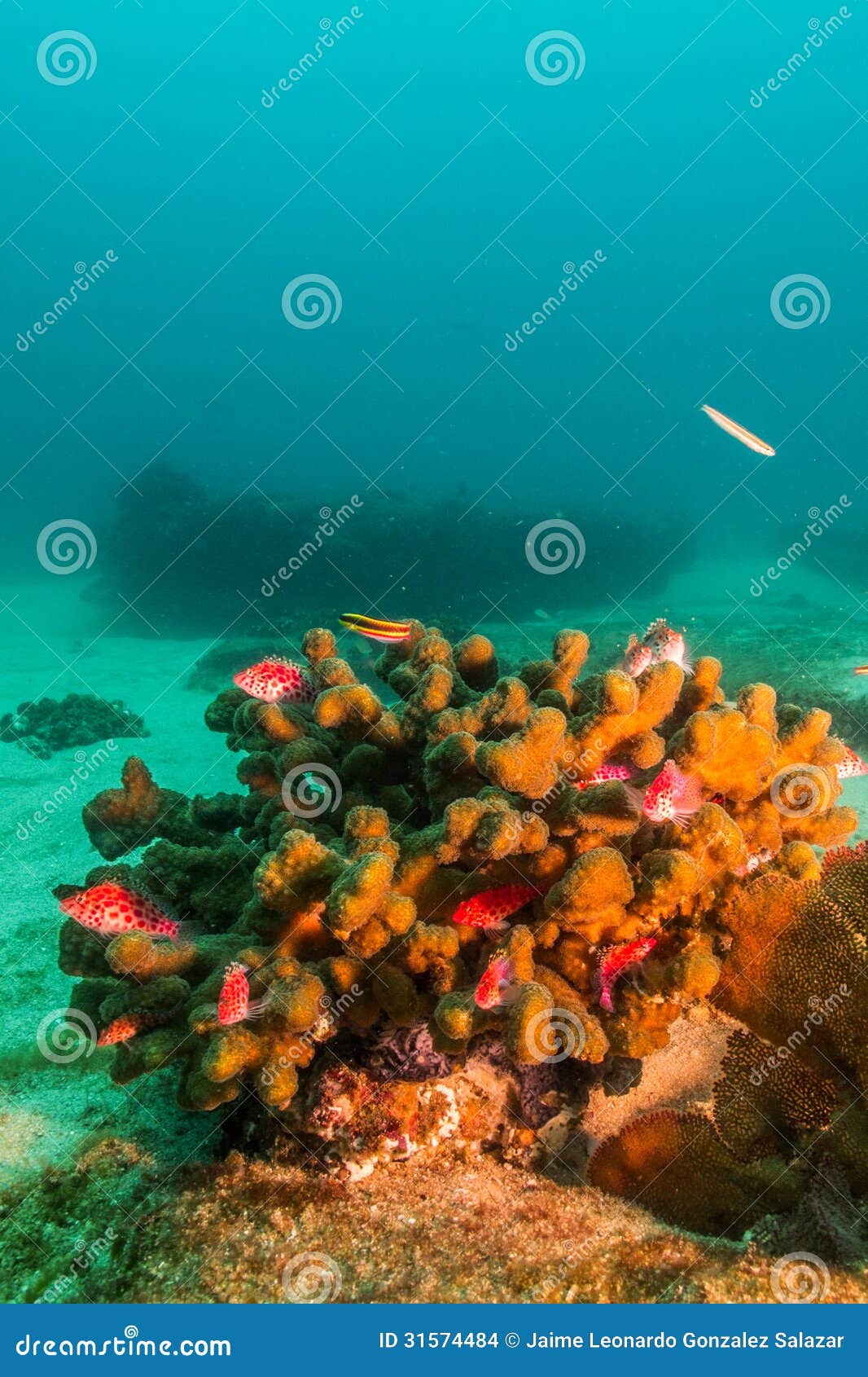 Baja Reef stock photo. Image of cortez, lightingno, alive - 31574484