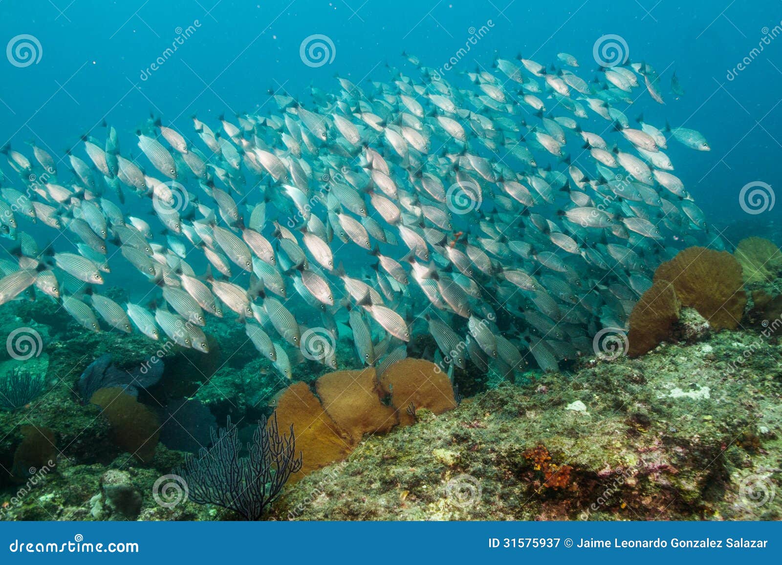 Baja Reef stock image. Image of north, cortez, gorgonian - 31575937